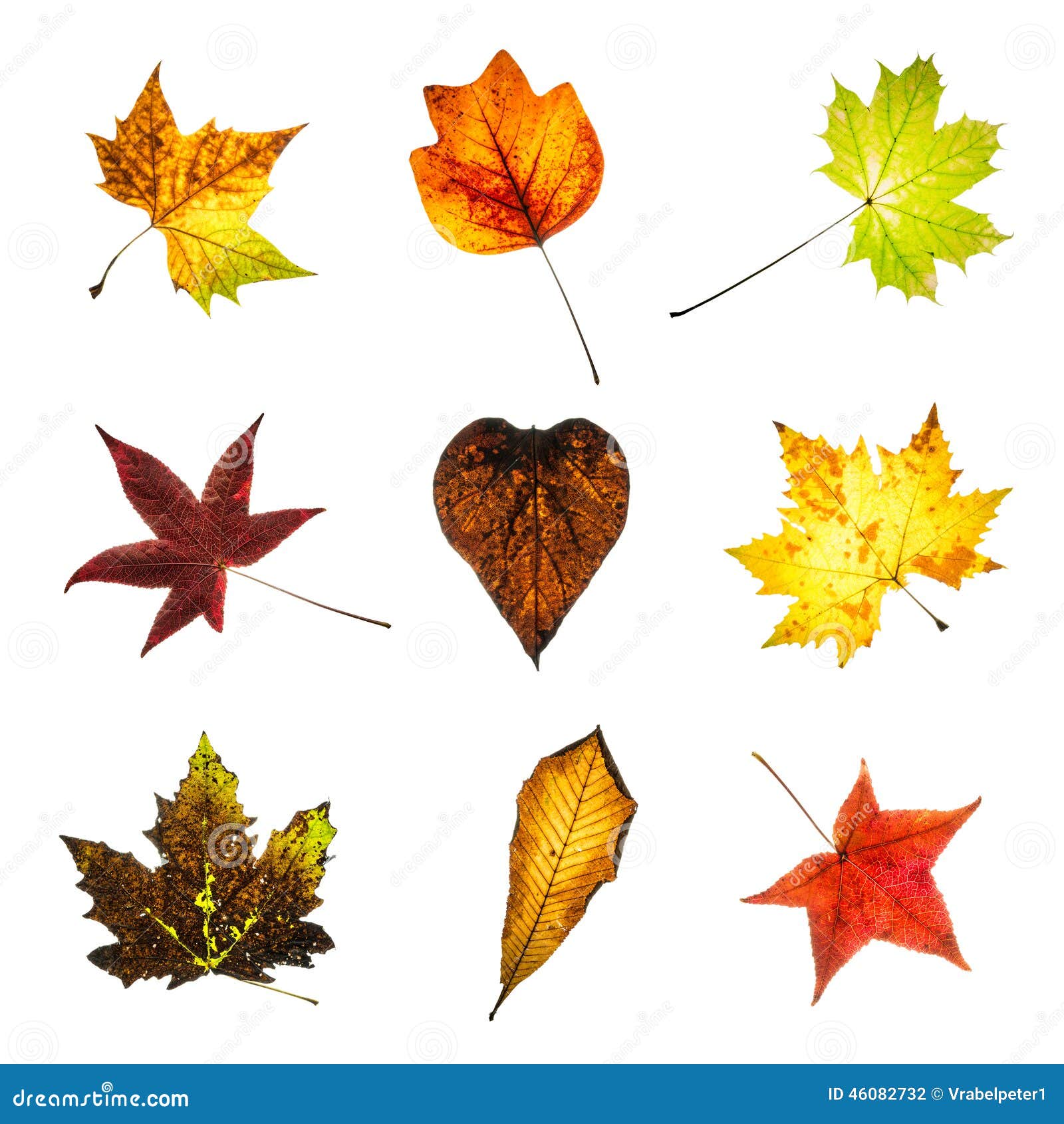 Collage of Colorful Autumn Leaves Stock Photo - Image of herbarium ...