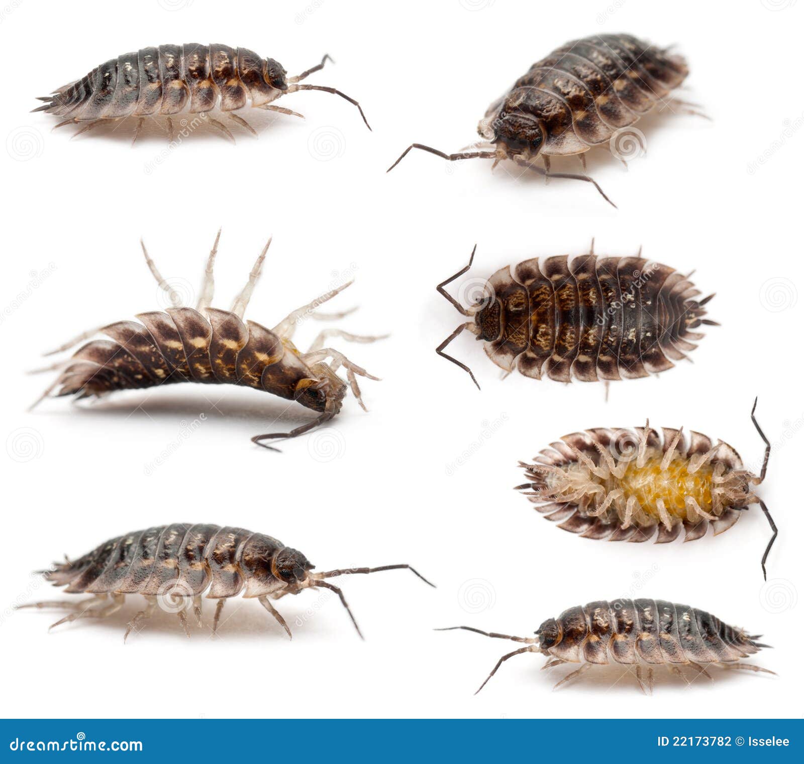 Collage Of Common Woodlouse, Oniscus Asellus Stock Photography - Image ...