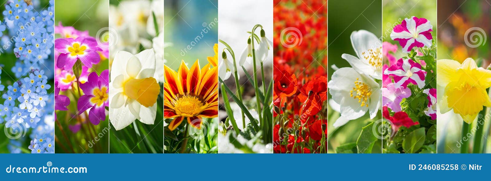 Collage Con Flores De Colores Foto de archivo - Imagen de flora ...