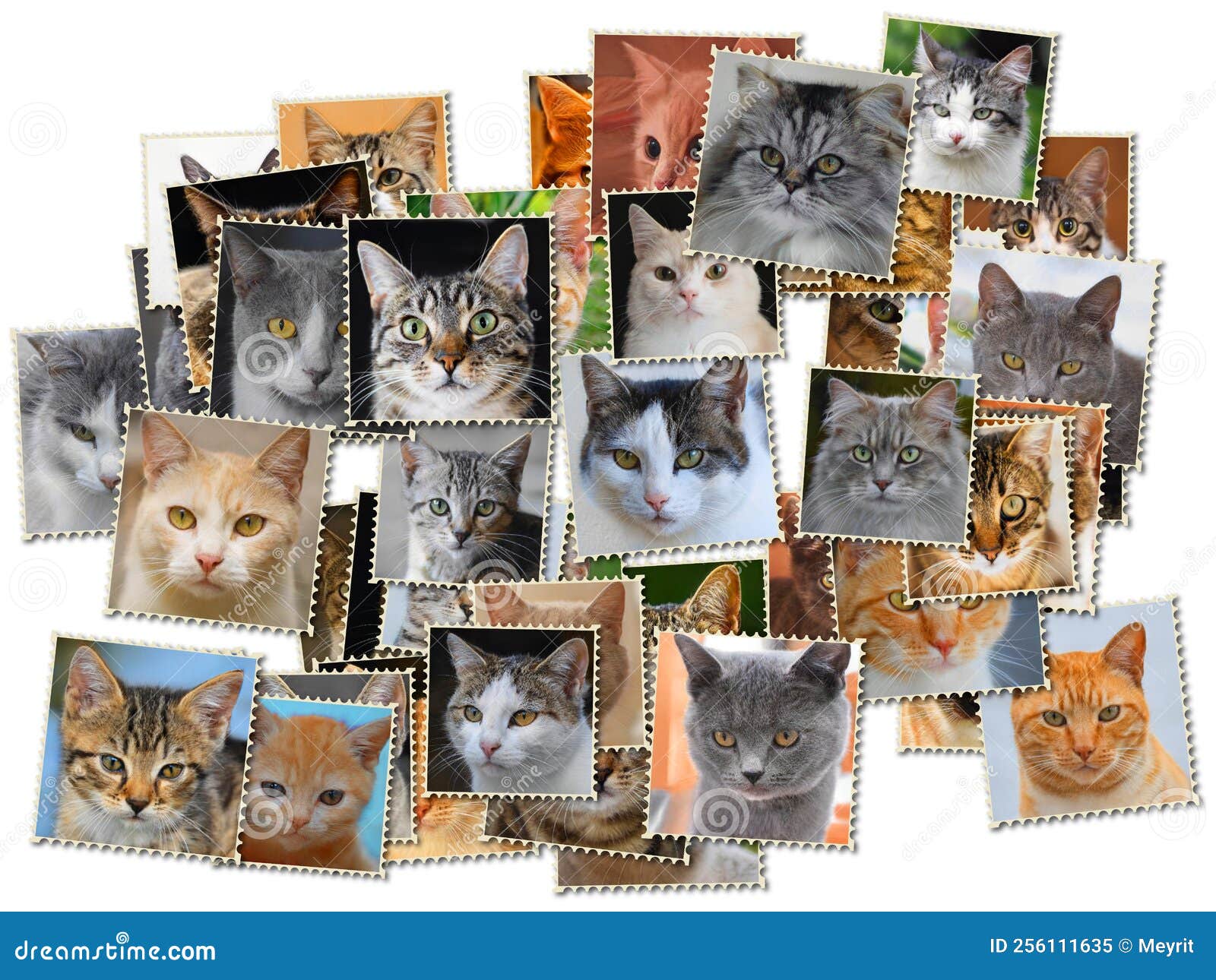Collage Con Gatos De Fondo Blanco Imagen de archivo - Imagen de ...
