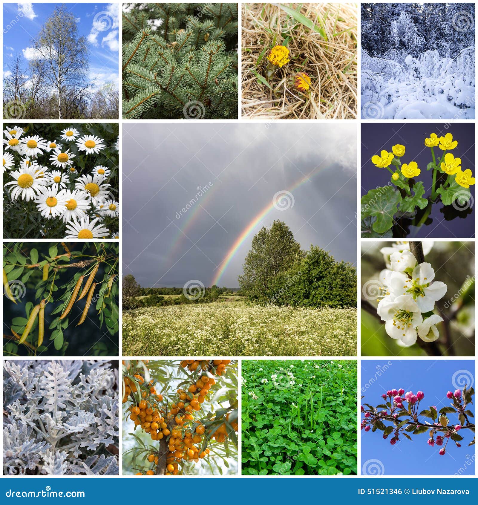 Collage con las plantas foto de archivo. Imagen de abedul - 51521346