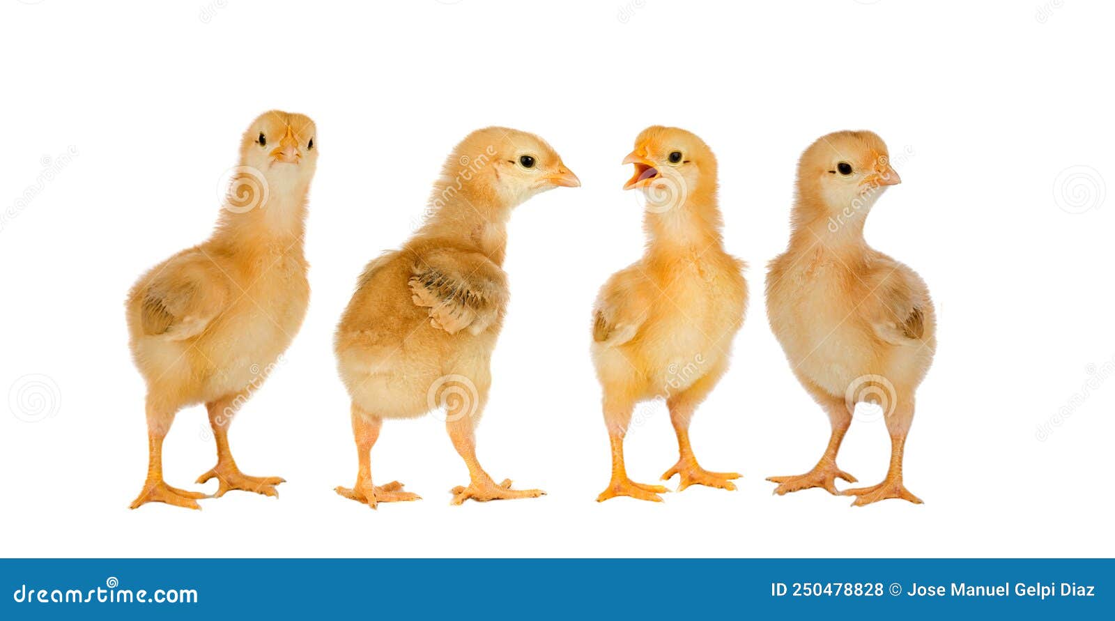 Collage Con Pollitos Lindos Foto de archivo - Imagen de conjunto ...