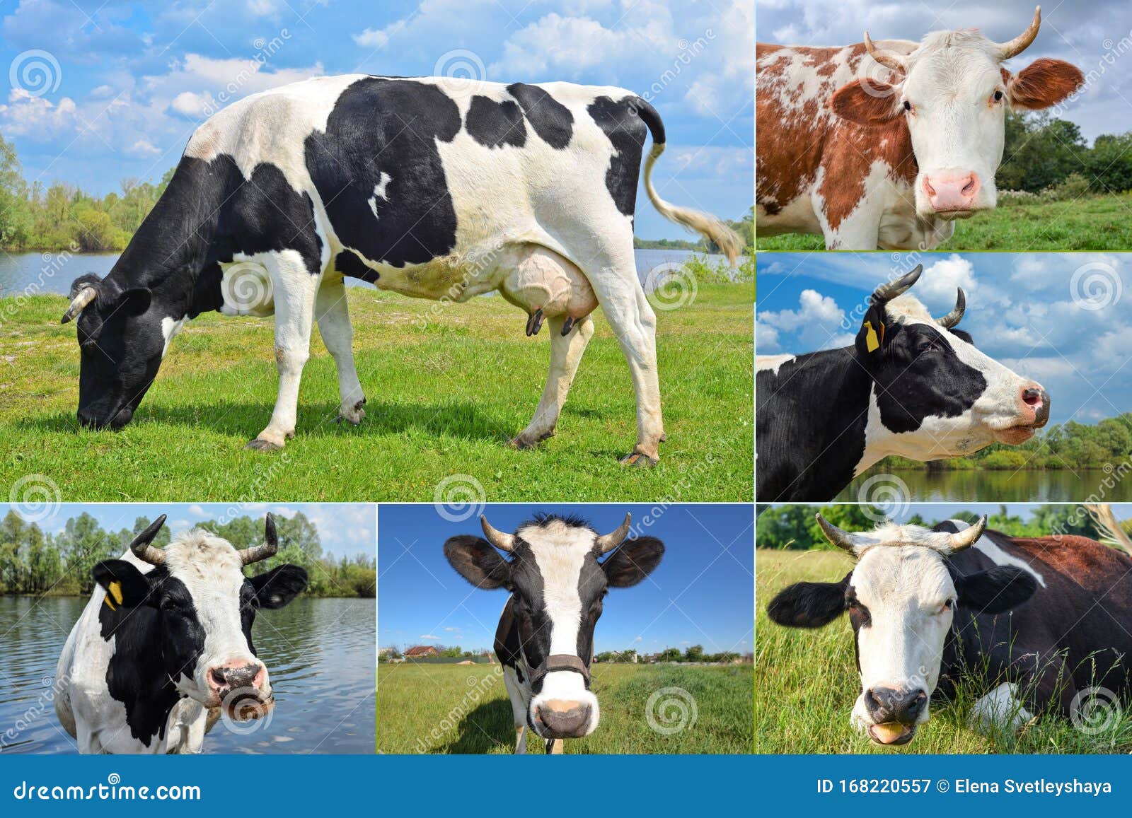 Collage Of Cows And Cattles On The Field Stock Image | CartoonDealer ...