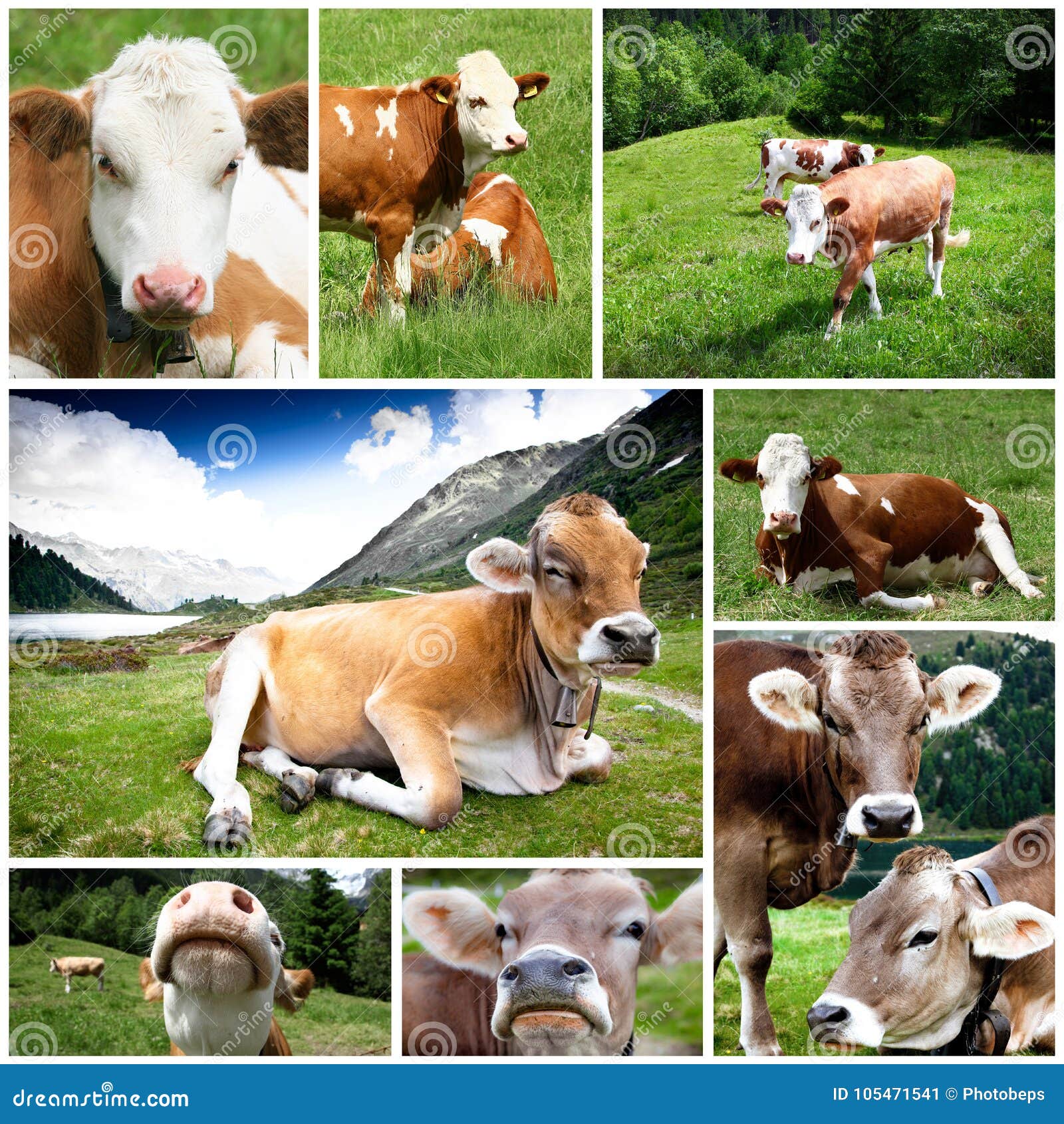 Collage Of Cows And Cattles On The Field Stock Image | CartoonDealer ...