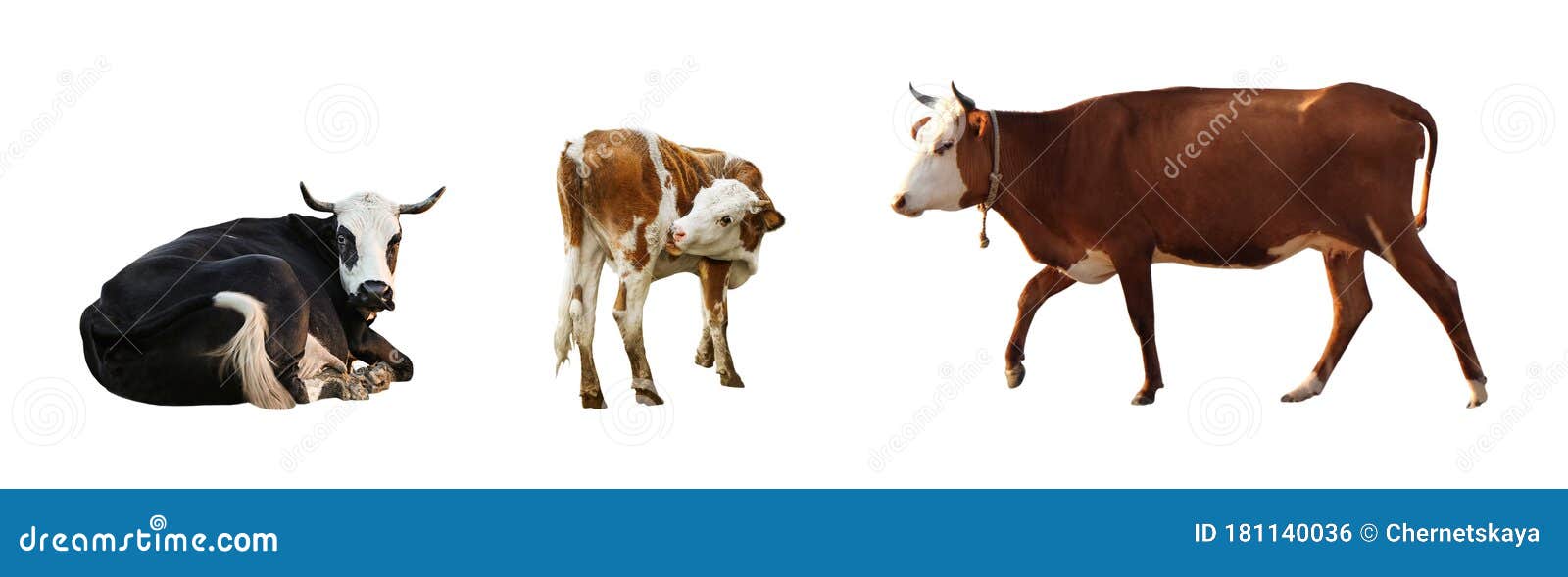 Collage Of Cows And Cattles On The Field Stock Image | CartoonDealer ...