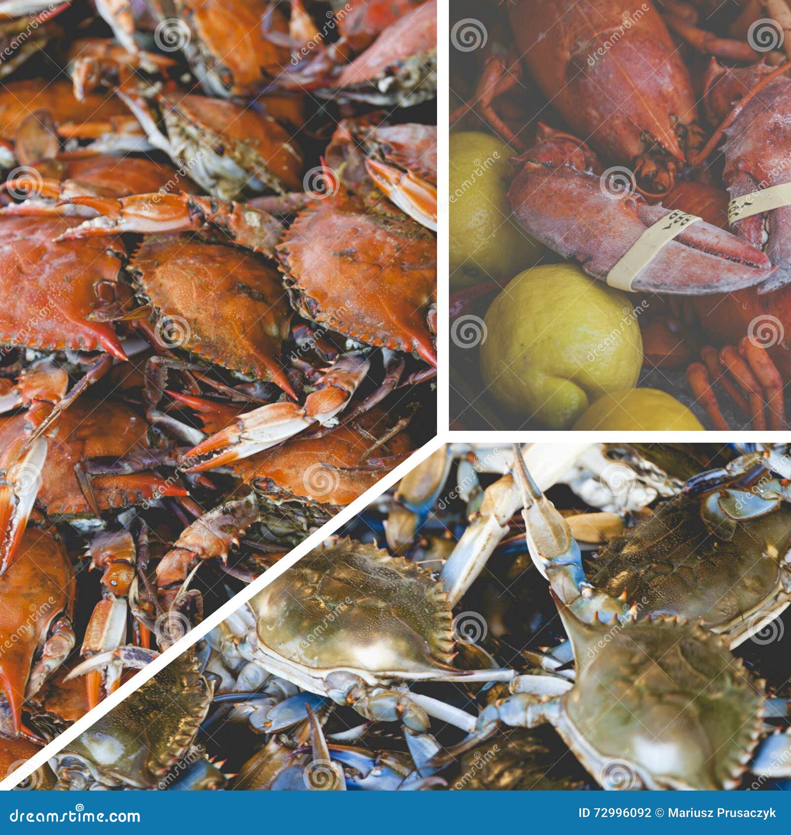 Collage of Crabs stock photo. Image of seaweed, still - 72996092