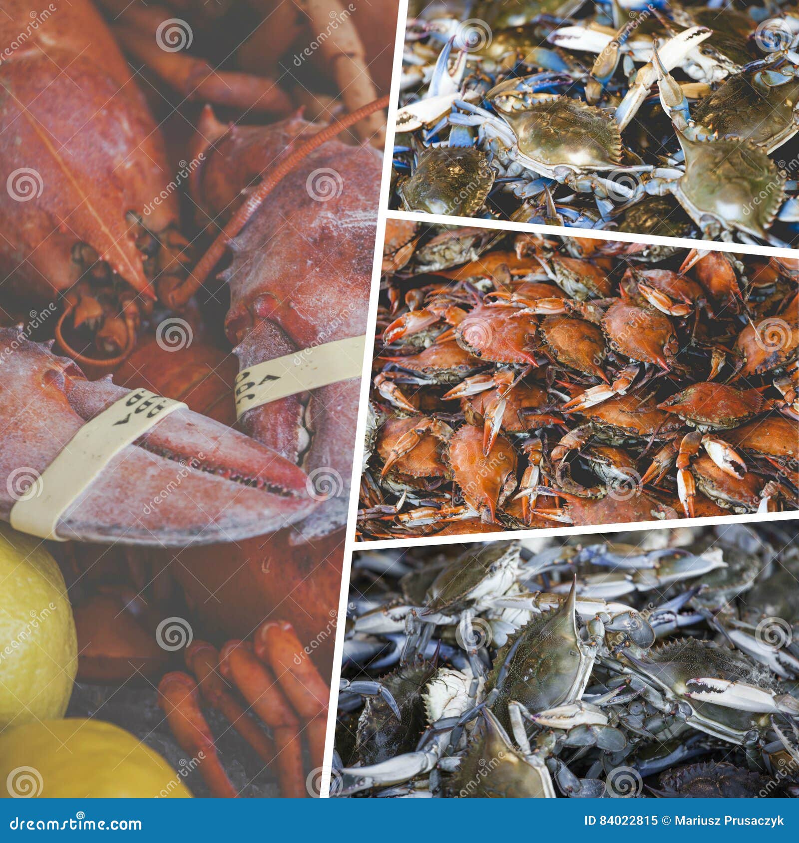 Collage of Crabs stock image. Image of diet, fish, nutrition - 84022815