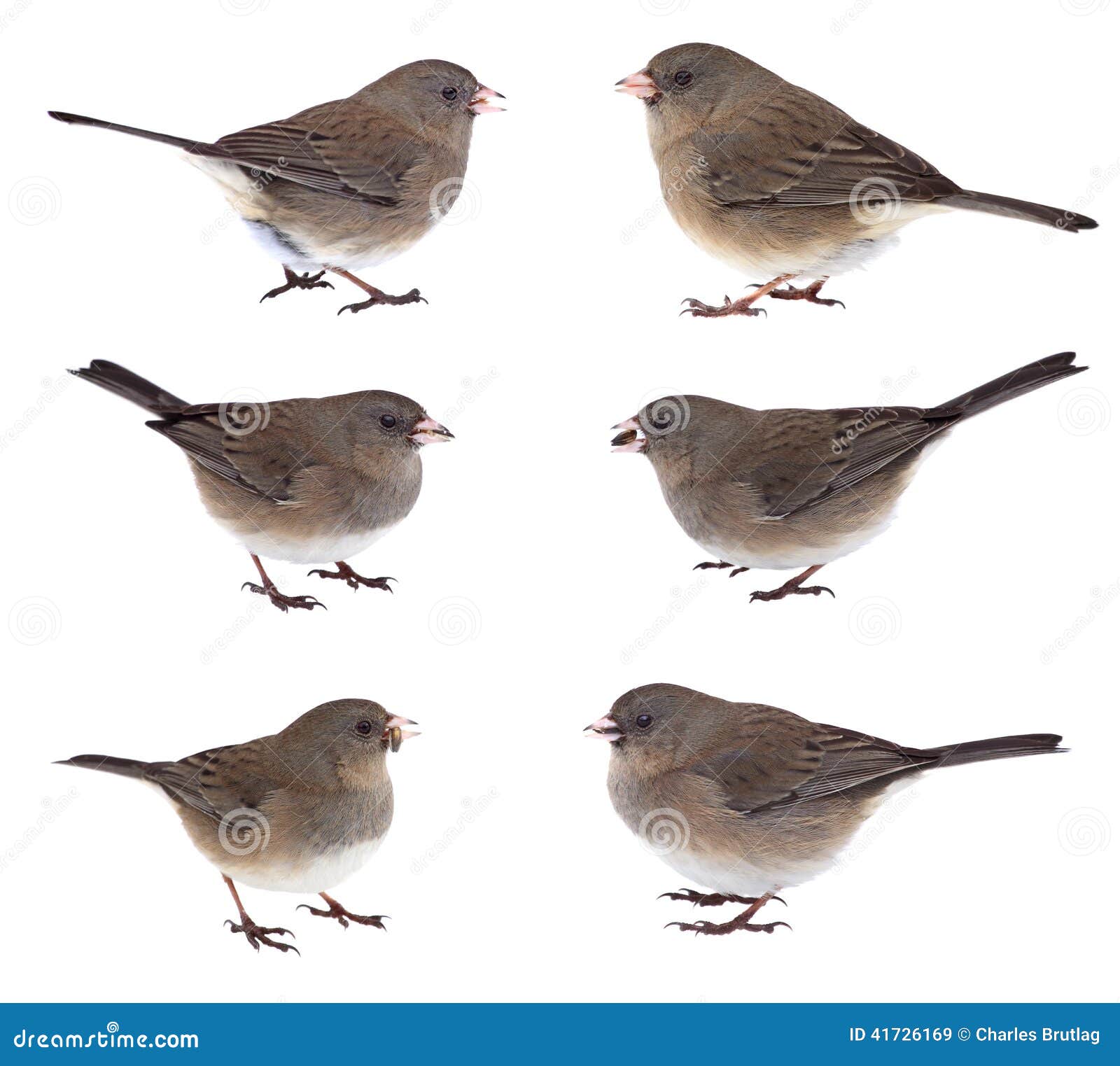 Collage of Dark-eyed Juncos Stock Image - Image of bird, passerine ...