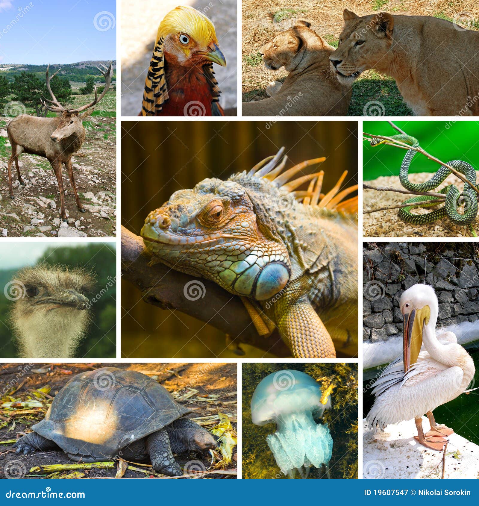 Collage de animales imagen de archivo. Imagen de loro - 19607547