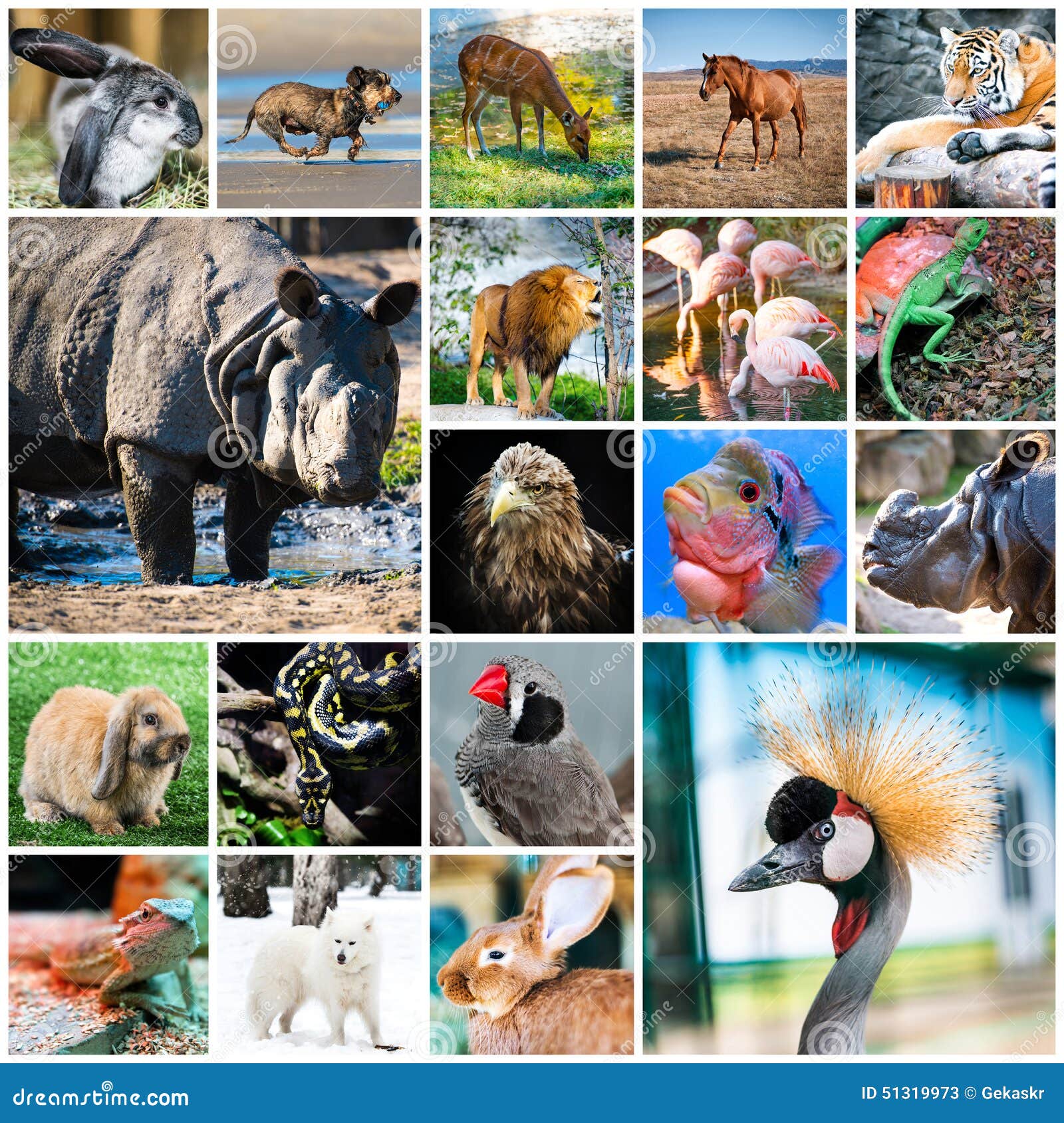 Collage de animales imagen de archivo. Imagen de pescados - 51319973