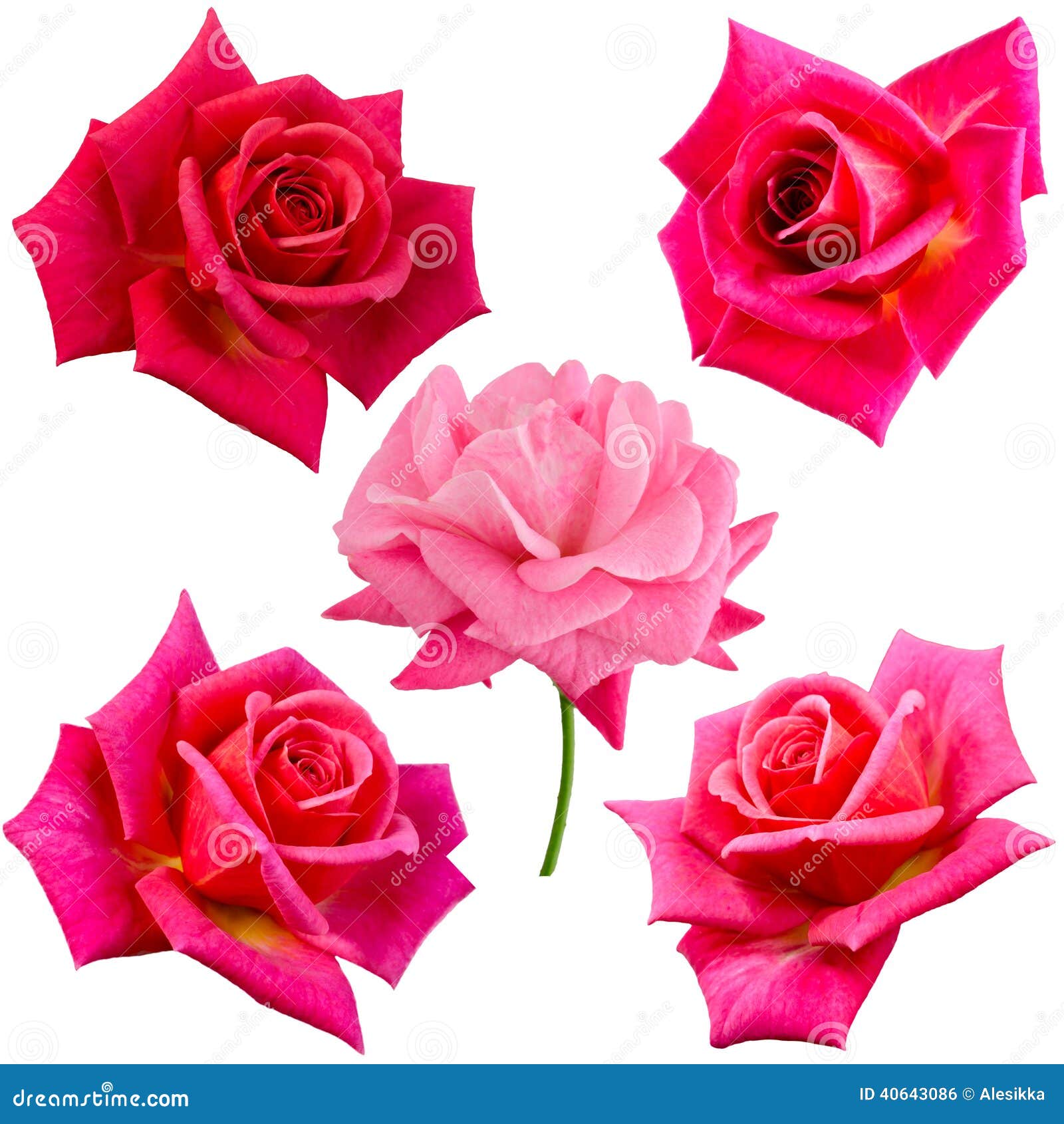 Collage De Cinco Rosas Rosadas Foto de archivo - Imagen de vacaciones ...