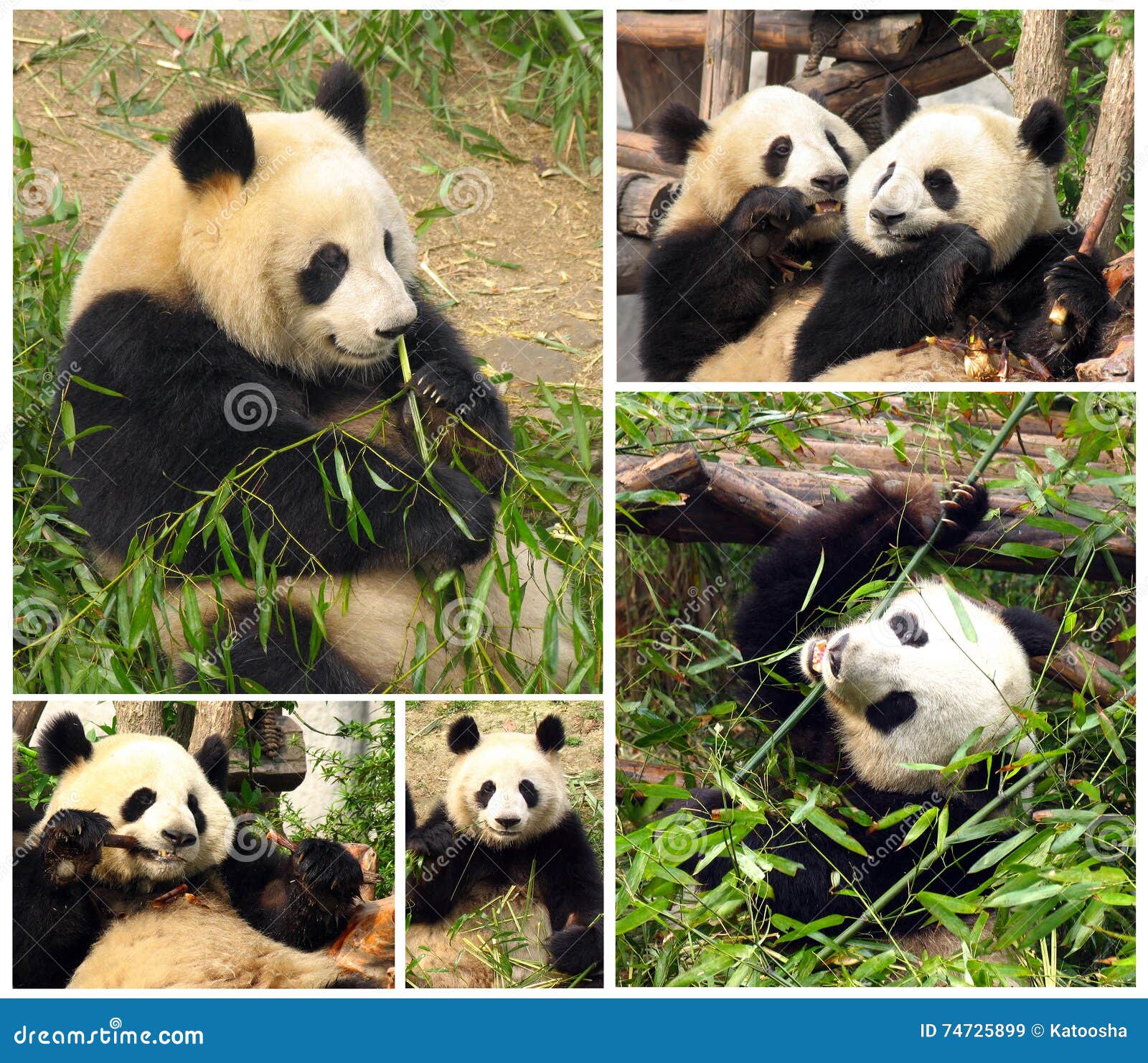 Collage De Comer Las Pandas Gigantes De Bambú Imagen de archivo ...