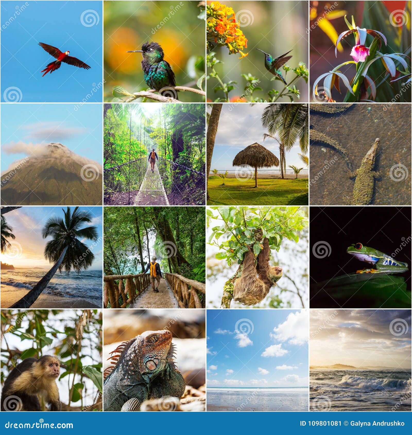 Collage de Costa Rica imagen de archivo. Imagen de animal - 109801081