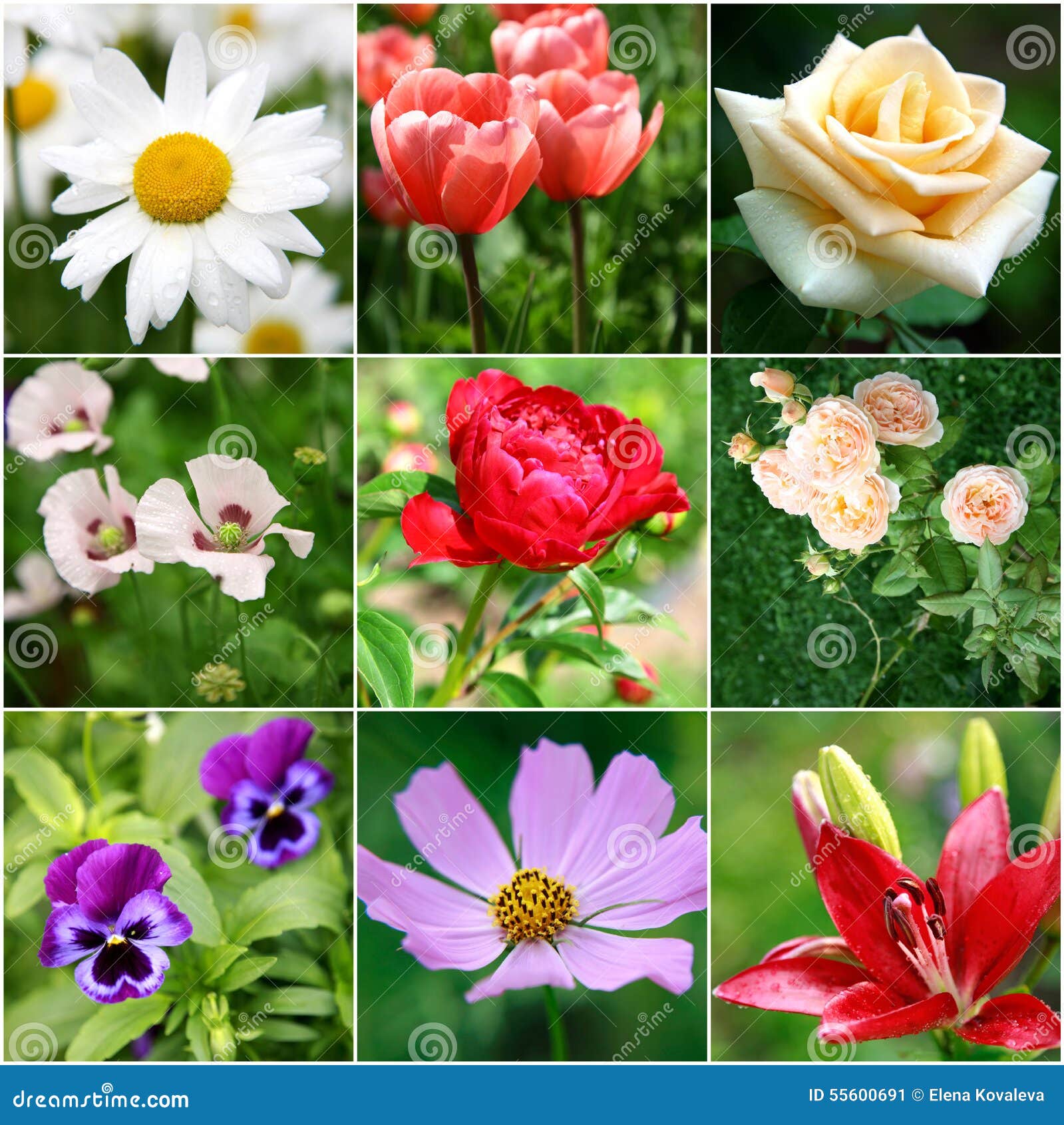 differentes fleurs - Idee et astuce de la maison