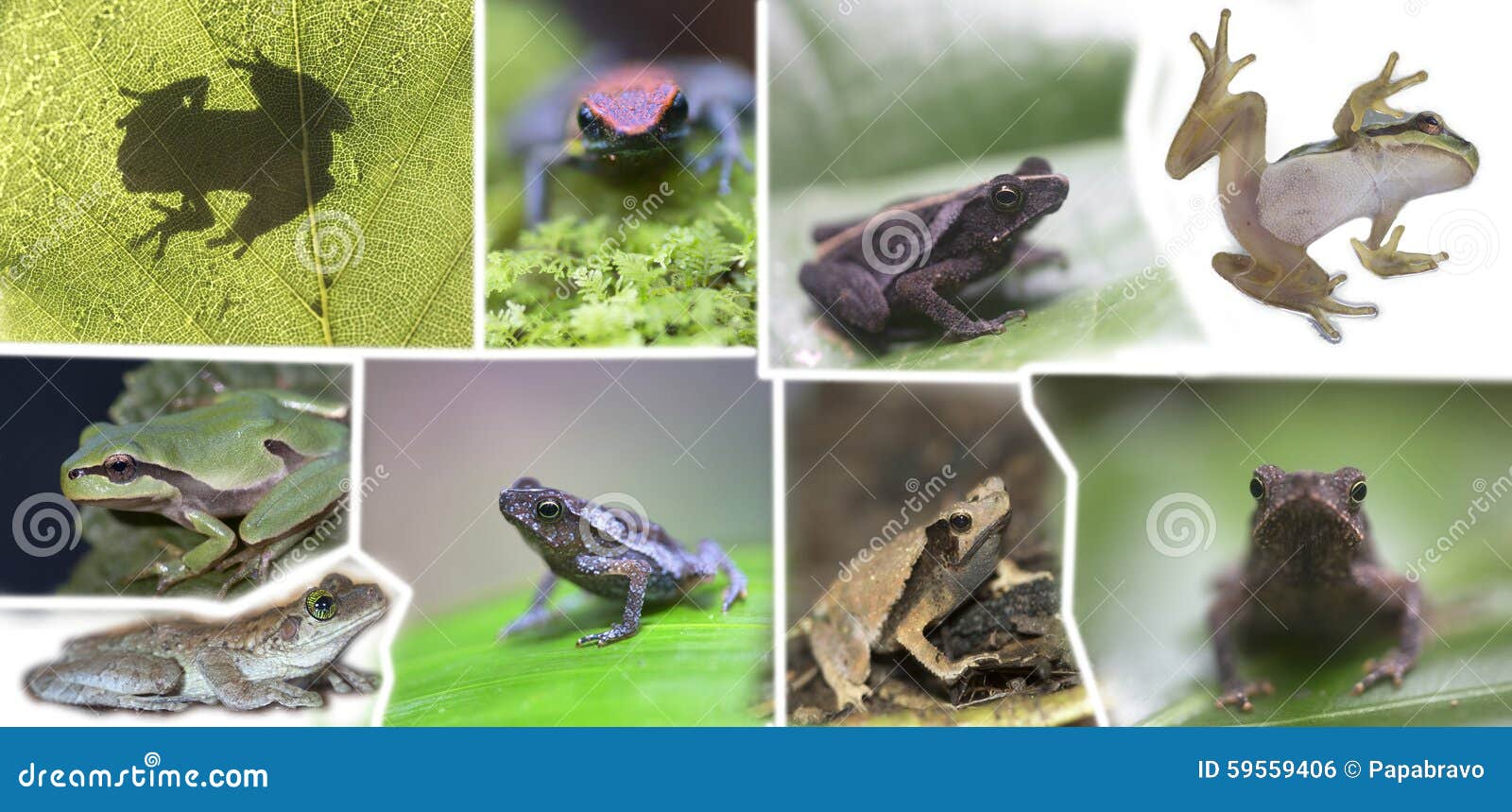 Collage De Diversa Especie De Ranas Foto de archivo - Imagen de ...