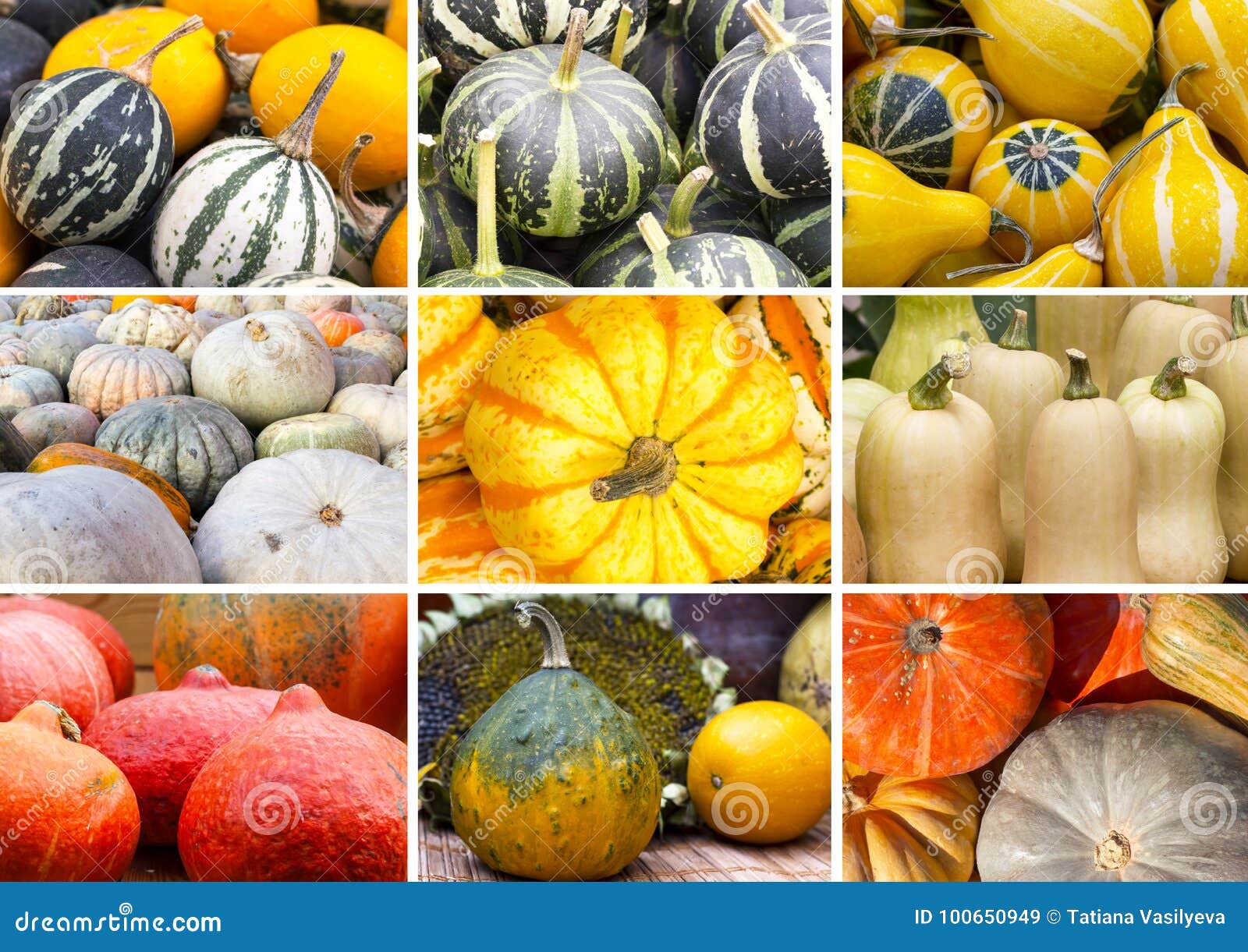 Collage De Diversas Calabazas Imagen de archivo - Imagen de producto ...