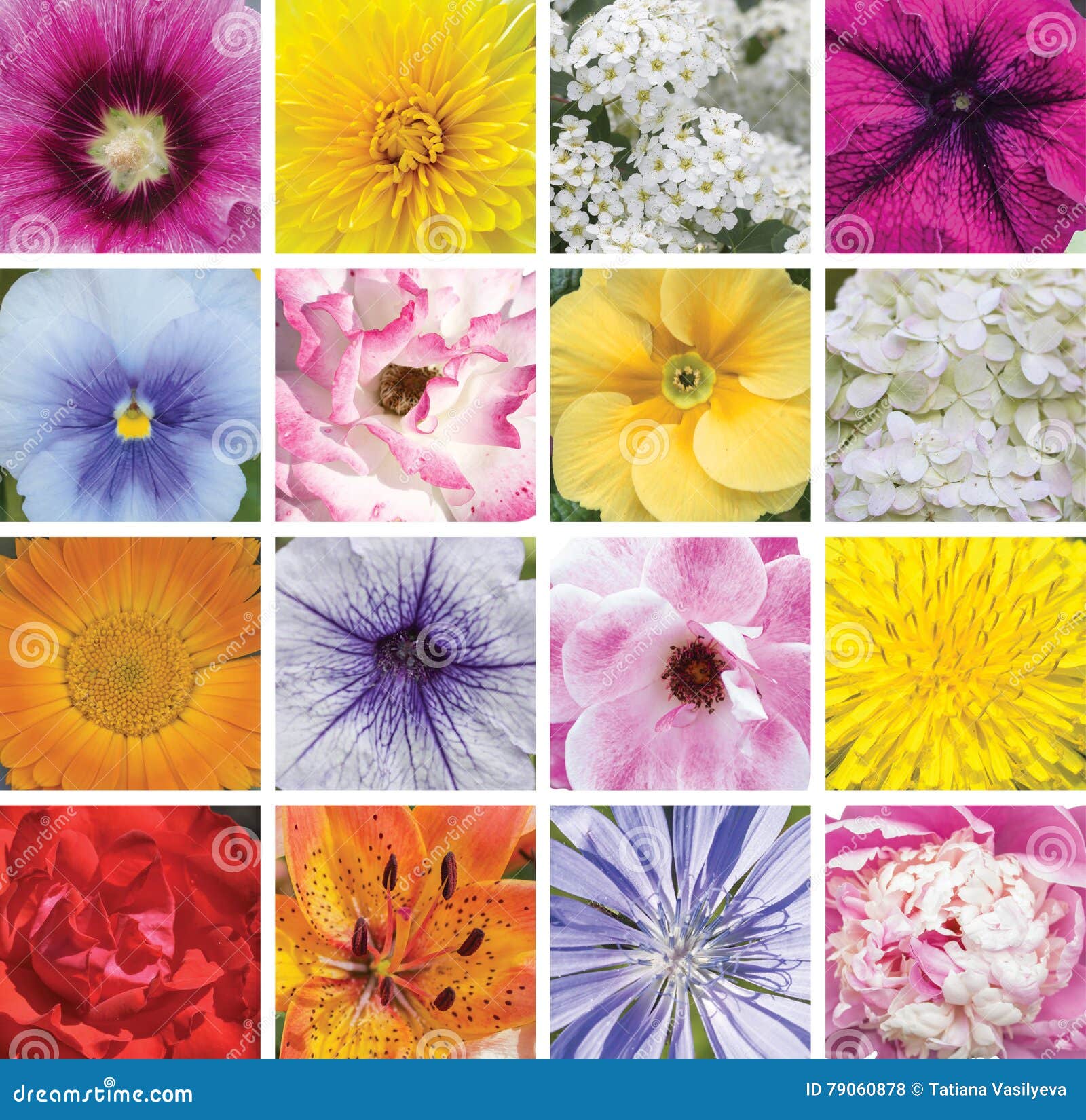 Collage de diversas flores foto de archivo. Imagen de floral - 79060878