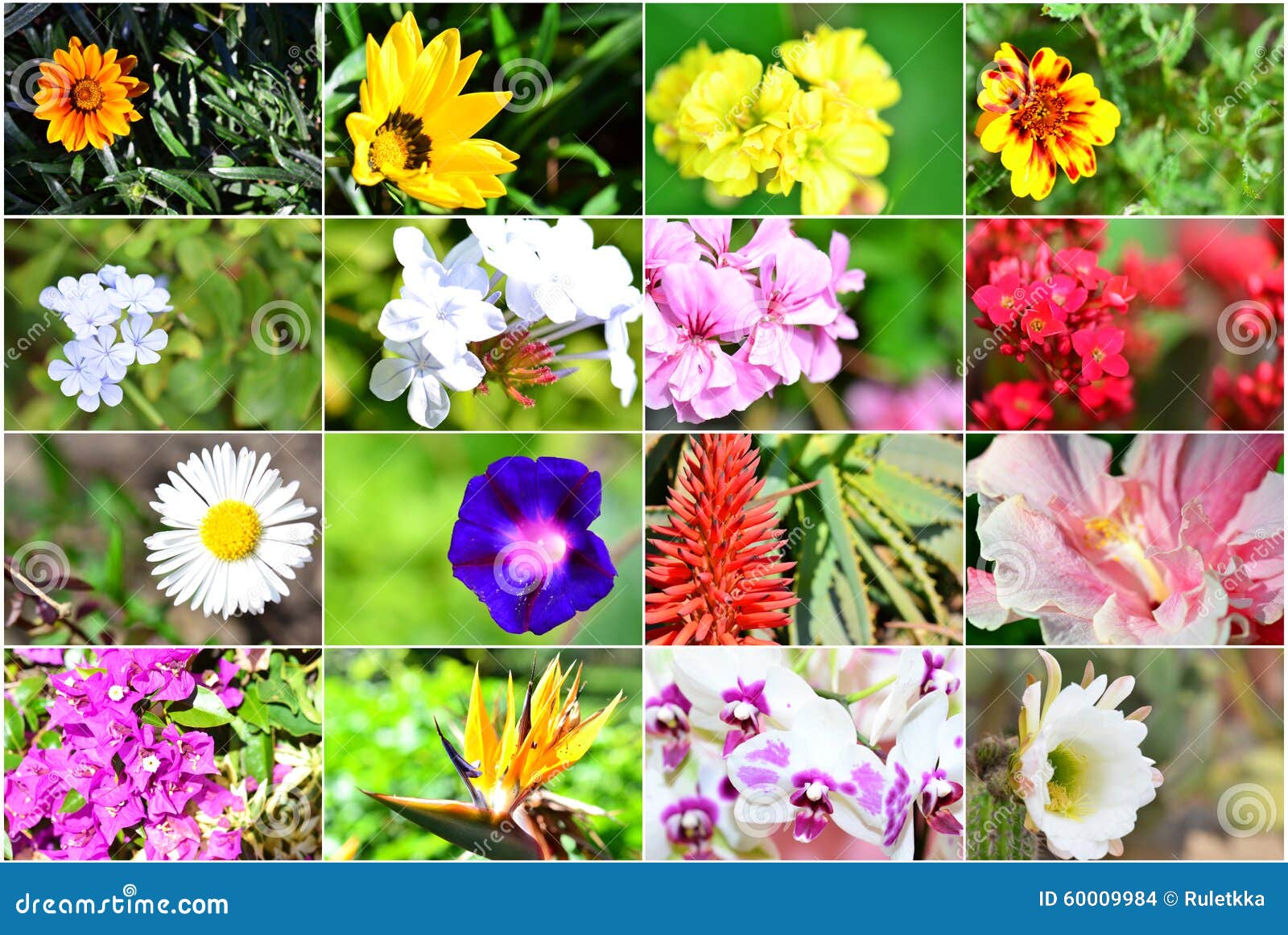 Collage De Diversas Flores Coloridas Hermosas Primer Foto de archivo ...