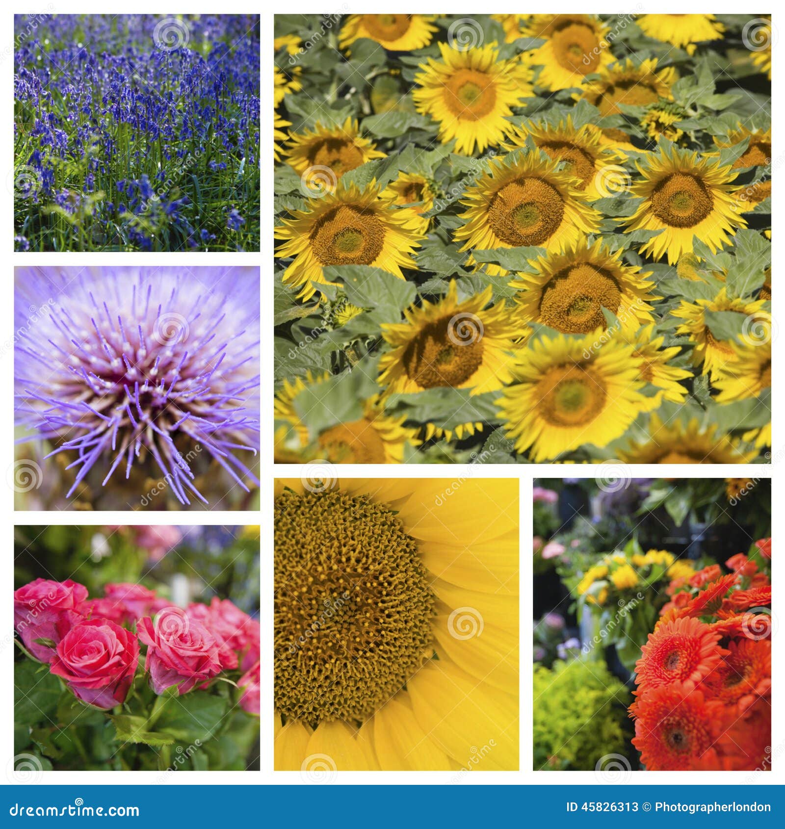 Collage De Diversas Flores Hermosas Imagen de archivo - Imagen de cubo ...