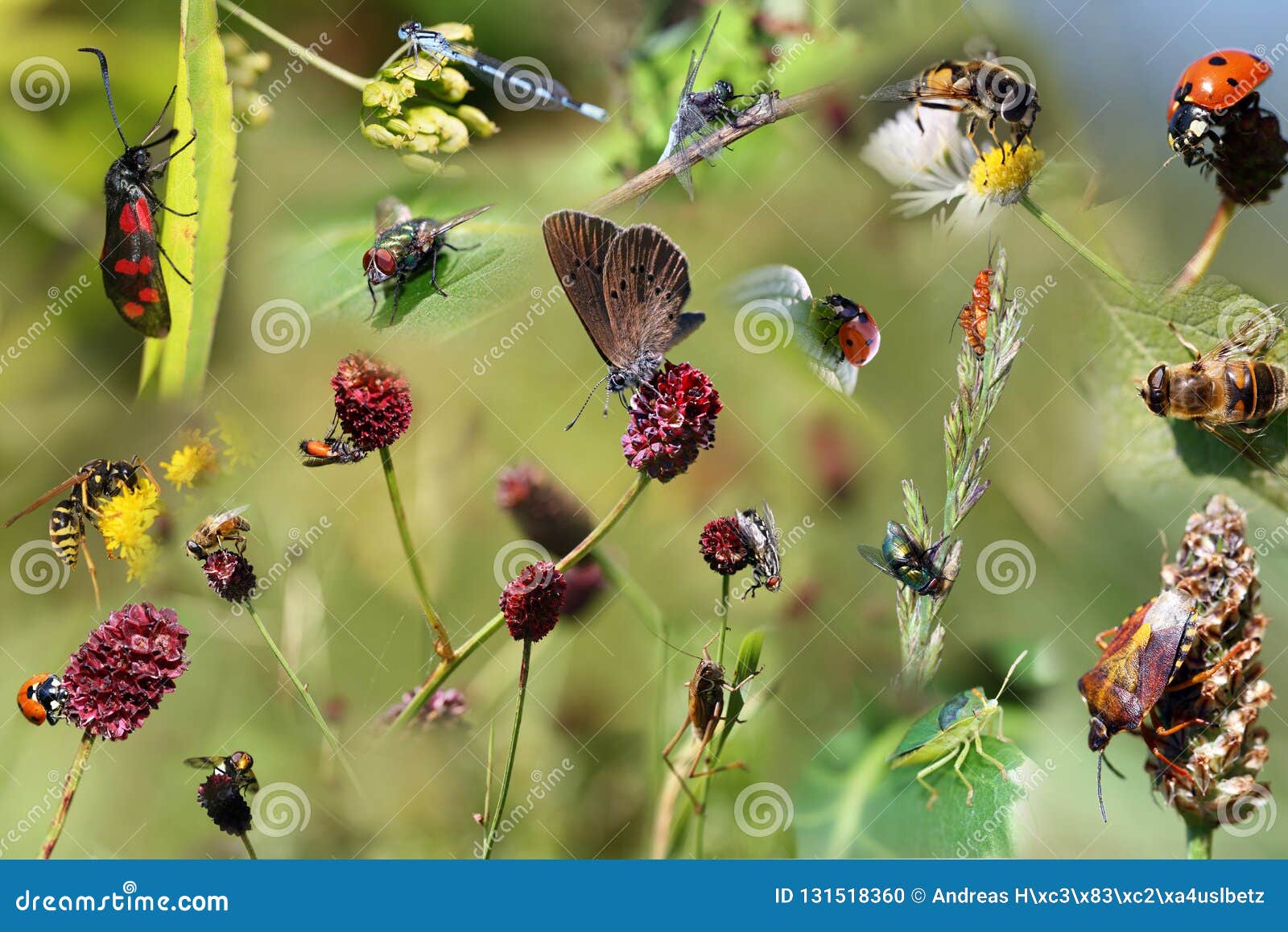 Collage De Diversos Insectos Hermosos Como Cartel Foto de archivo ...