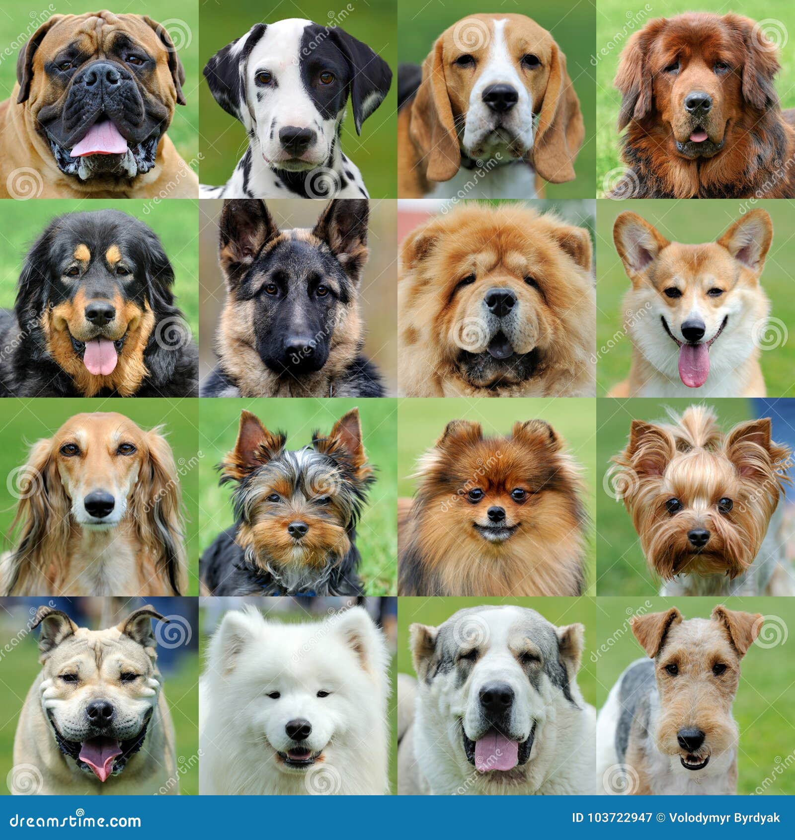 Collage de diversos perros imagen de archivo. Imagen de pista - 103722947