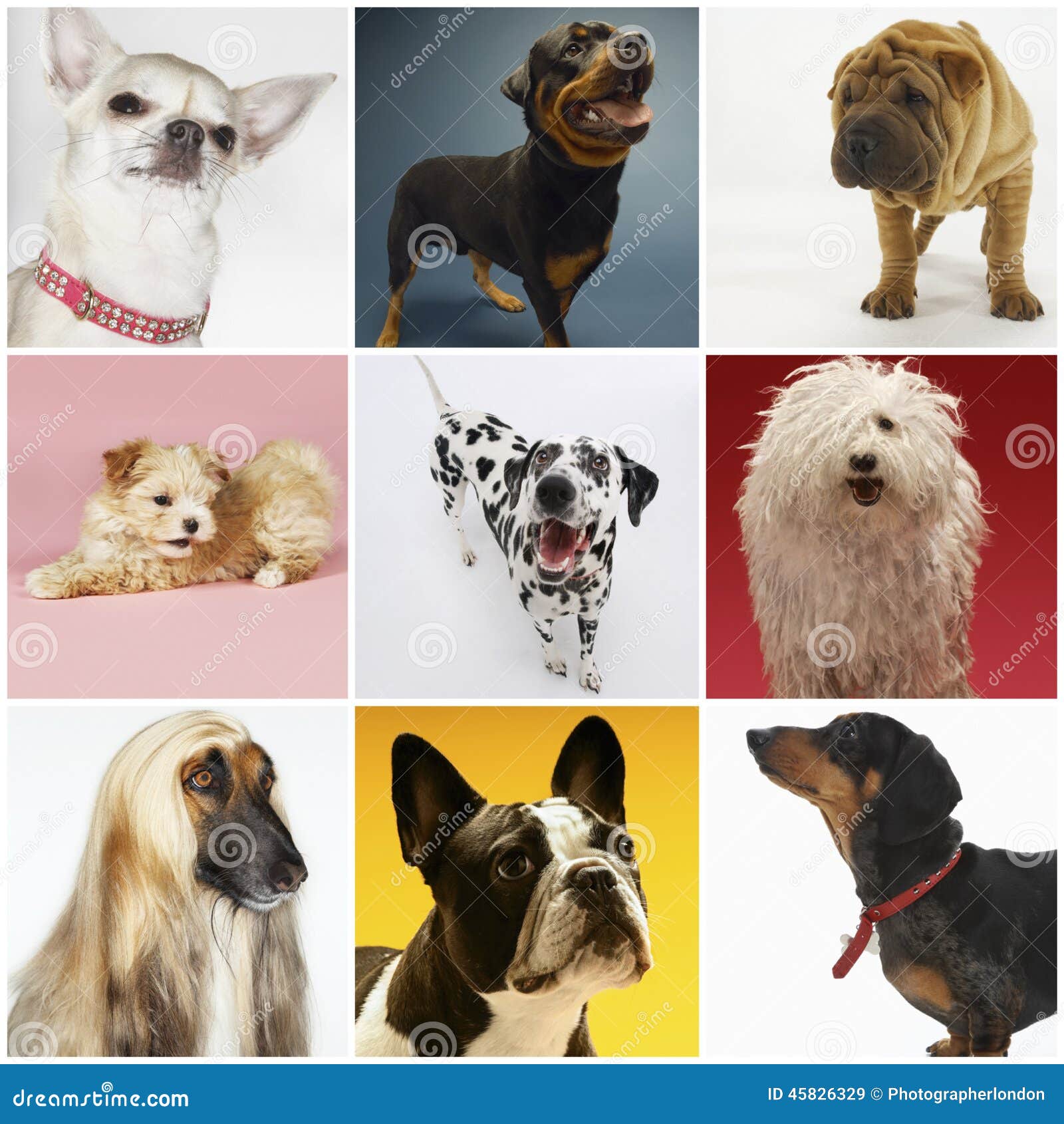 Collage De Diversos Perros Caseros Imagen de archivo - Imagen de fondo ...