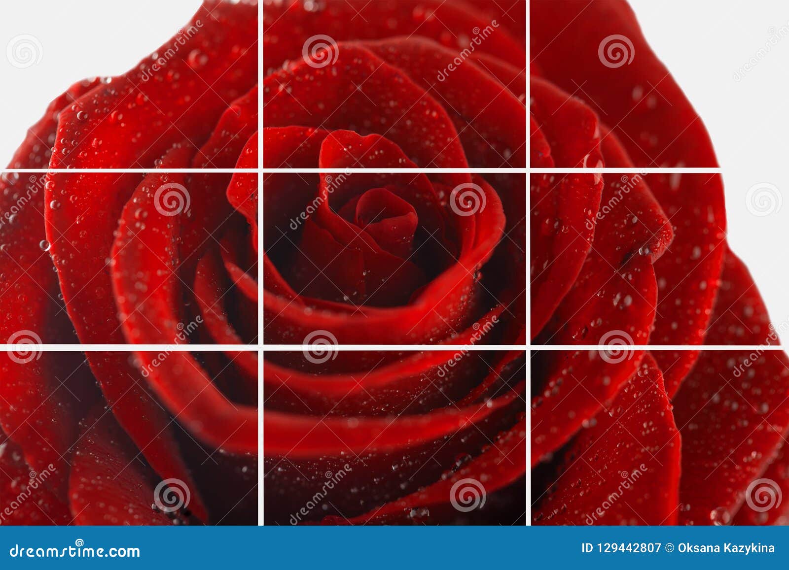 Collage De Fleur De Rose De Rouge Sur Le Fond Blanc Image stock - Image ...