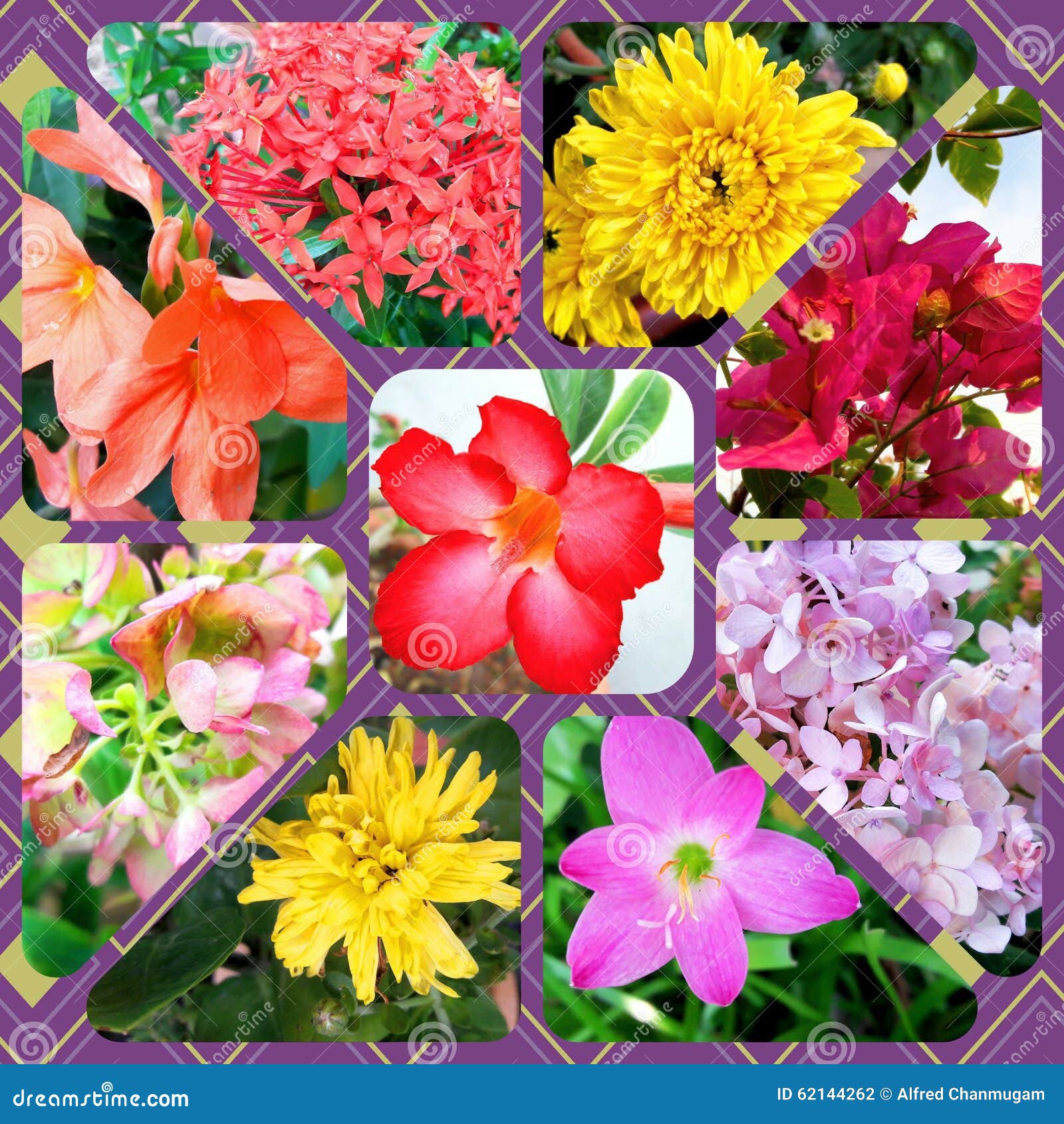 Collage de flores fotografía editorial. Imagen de flores - 62144262