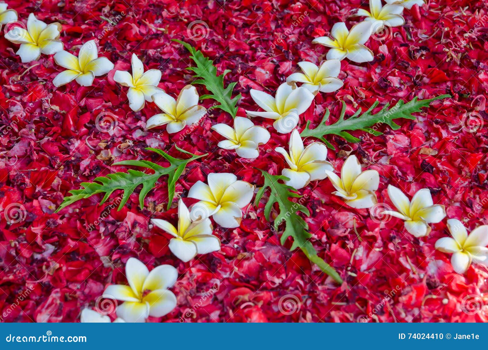 Collage de flores foto de archivo. Imagen de resorte - 74024410