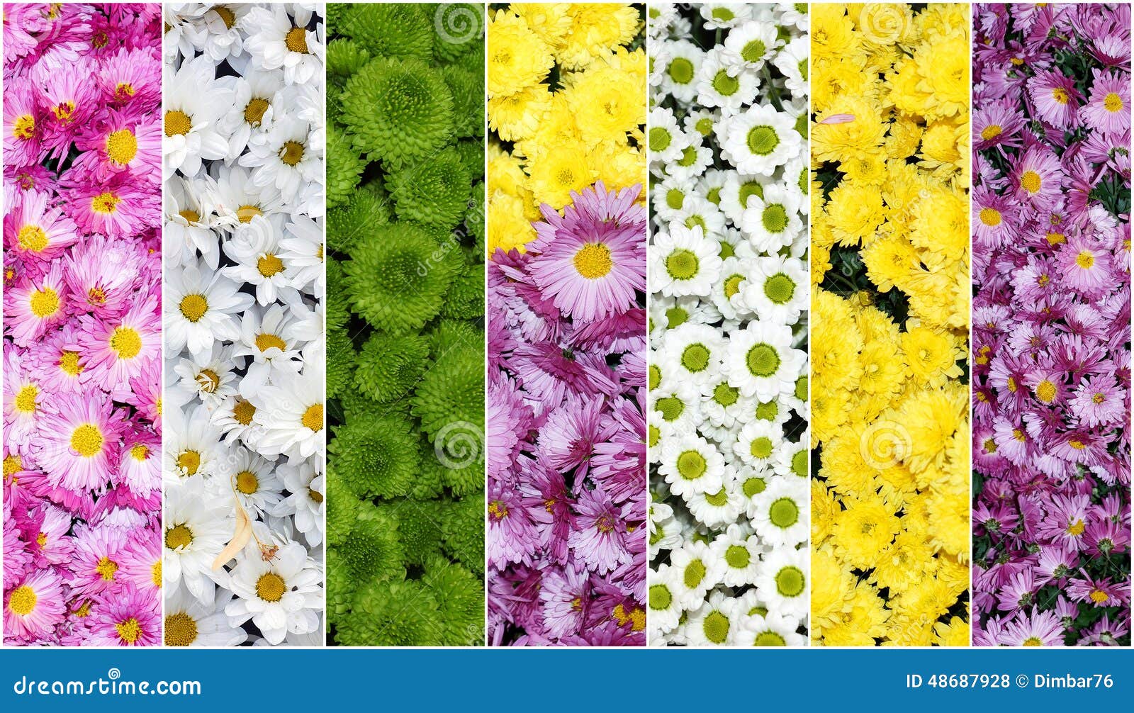 Collage De Flores De Crisantemos Foto de archivo - Imagen de margarita ...