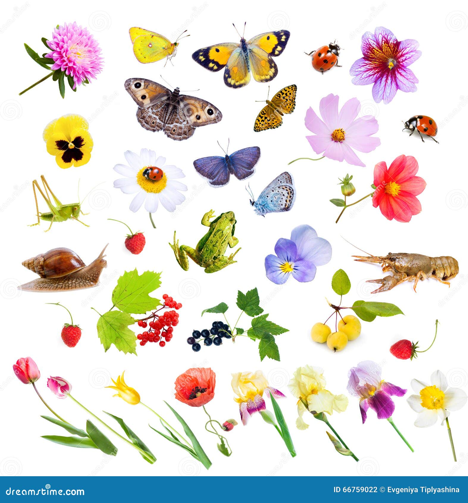 Collage De Flores De Insectos Y De Animales Fotos De Stock - Descarga 5 ...