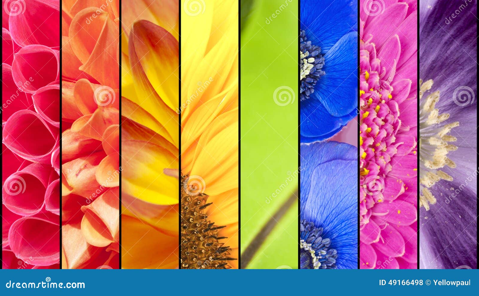 Collage De Flores En Colores Del Arco Iris Foto de archivo - Imagen ...