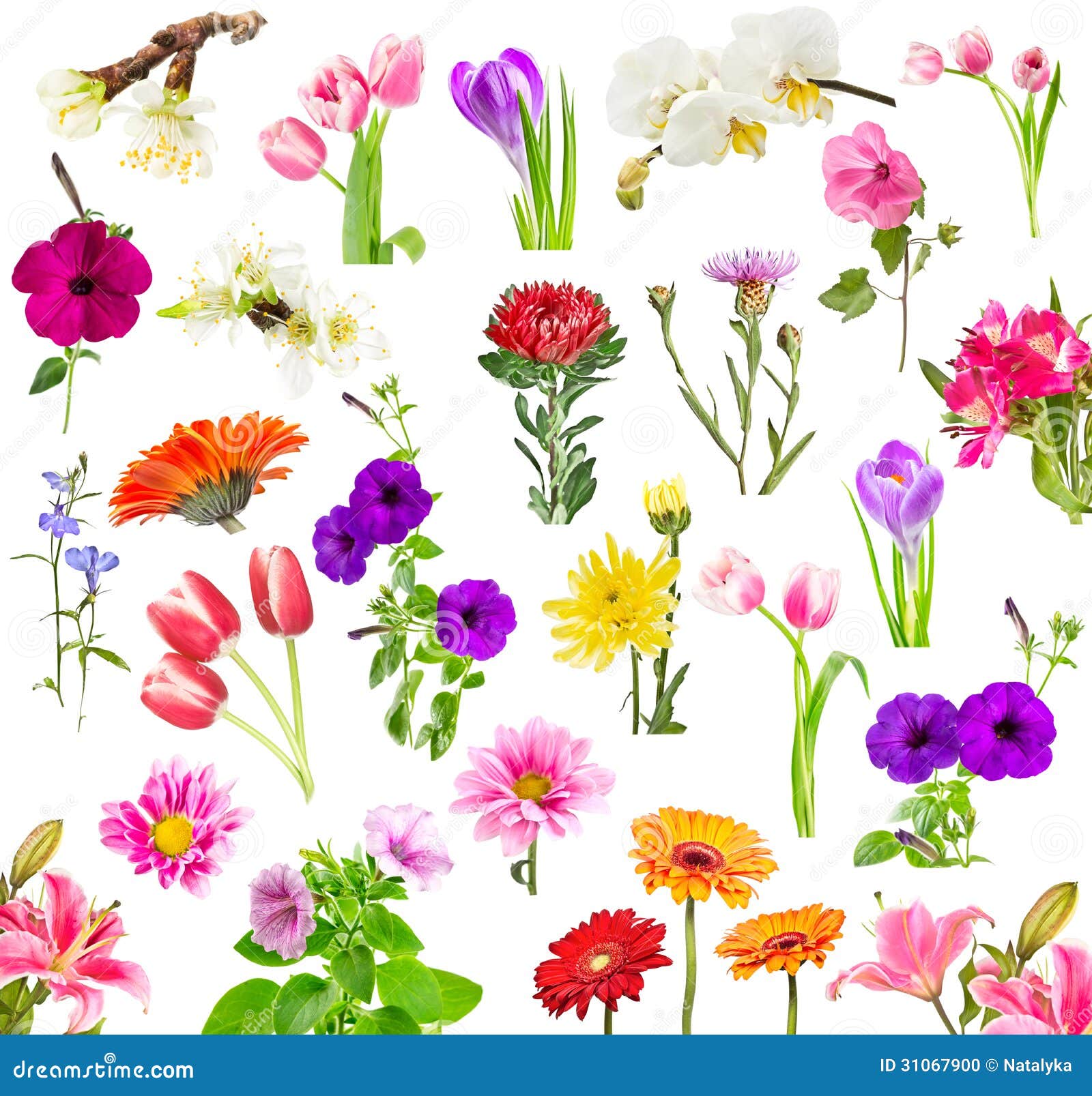 Collage De Flores Florecientes Foto de archivo - Imagen de fondo ...