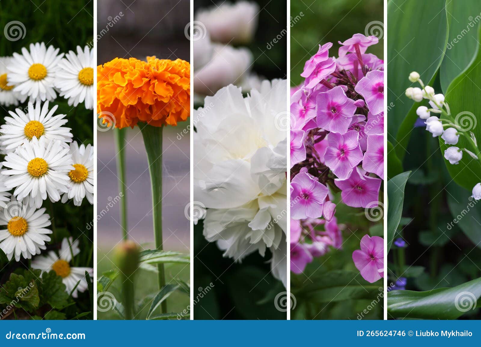 Collage De Flores Horizontales. Foto de archivo - Imagen de hoja, flor ...