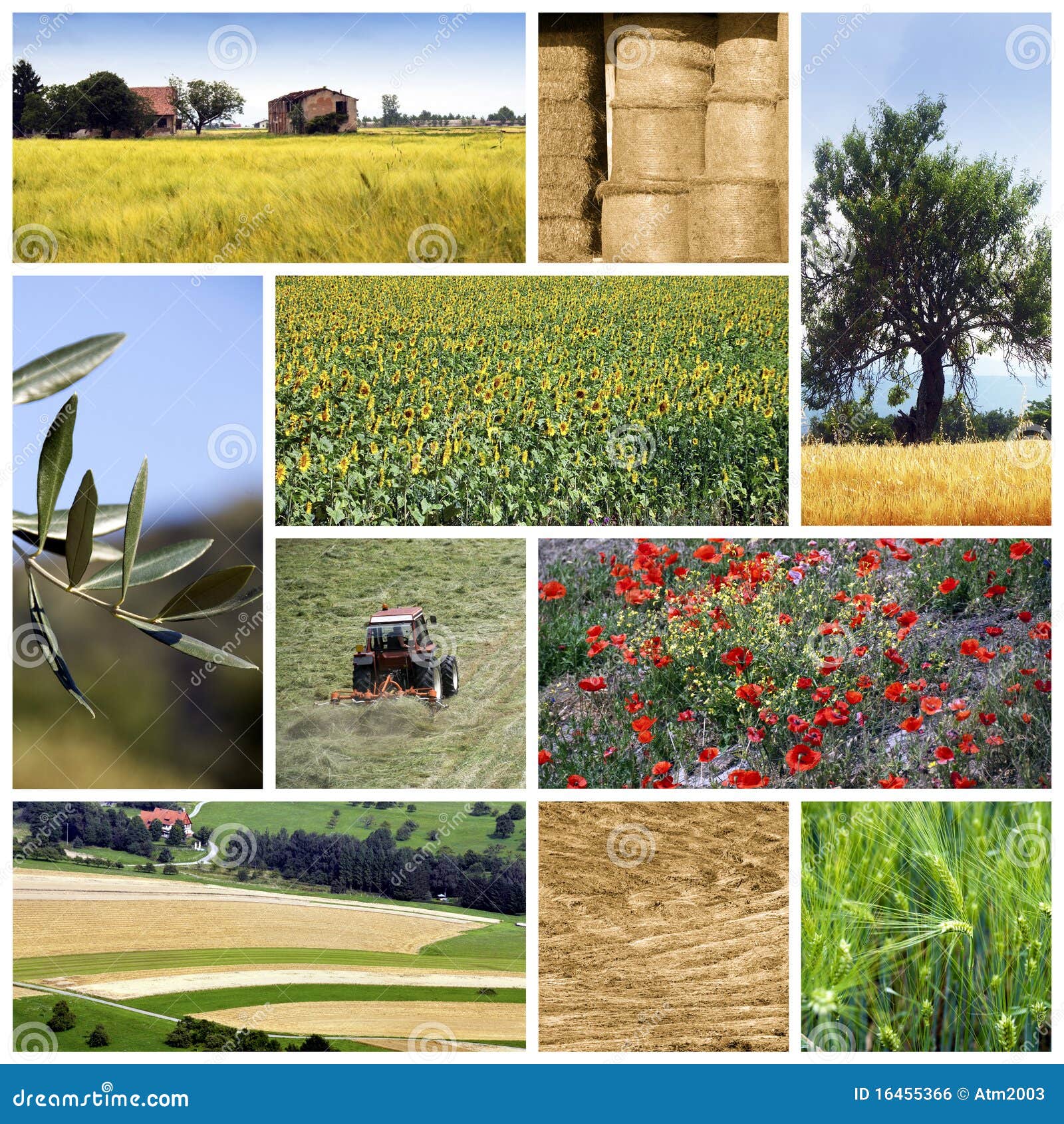 Collage De La Agricultura Imagen de archivo libre de regalías - Imagen ...