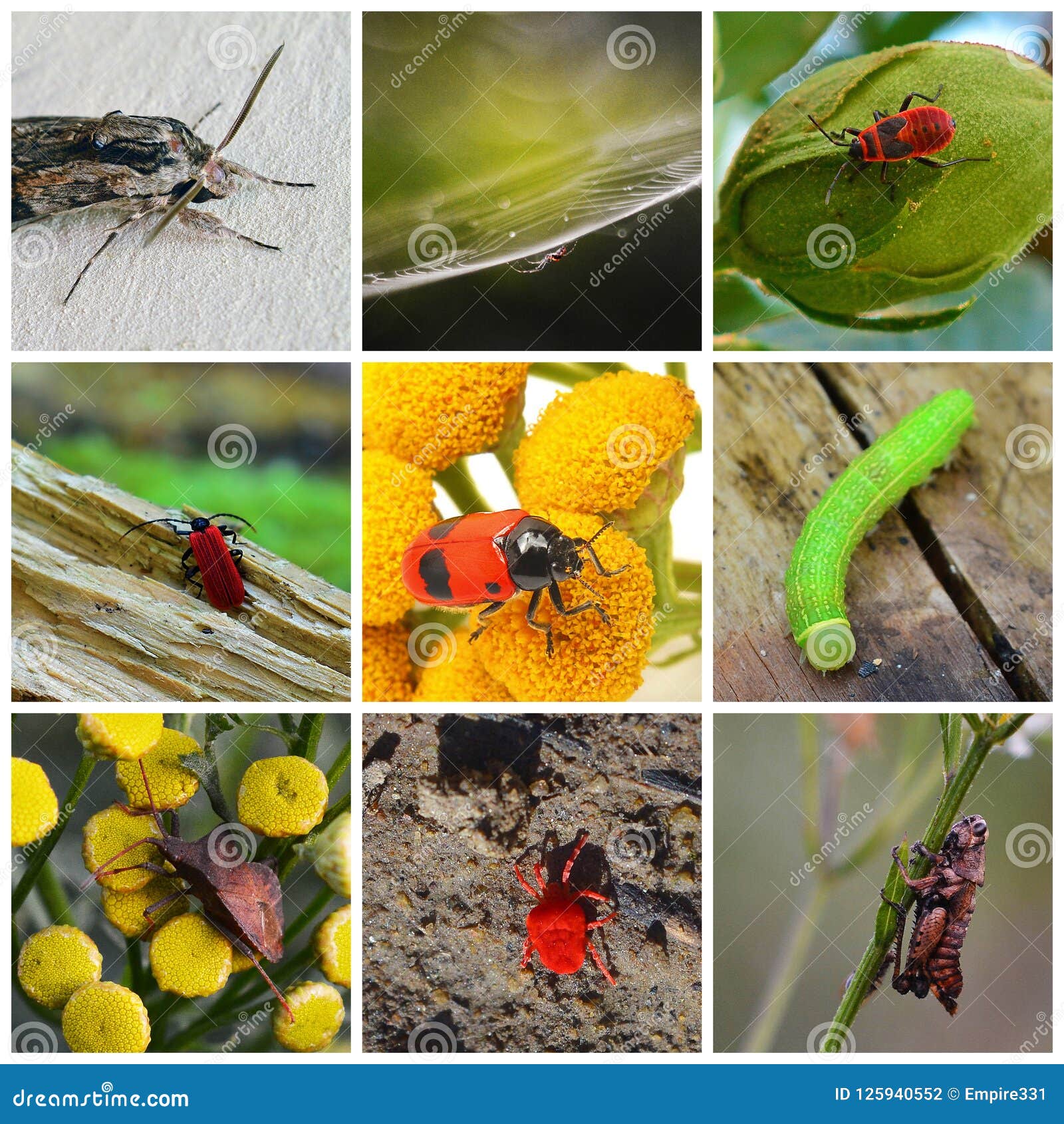 Collage de la fauna foto de archivo. Imagen de oruga - 125940552