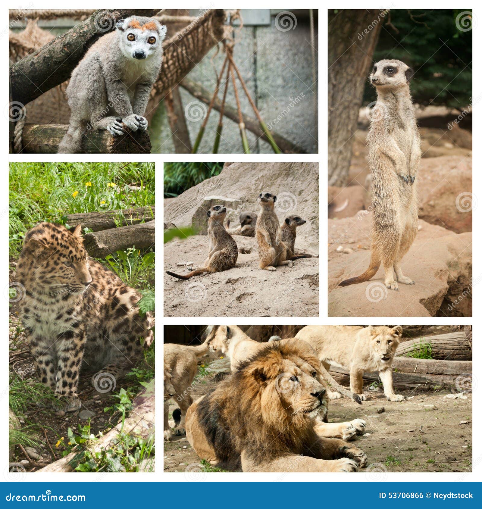 Collage de la fauna foto de archivo. Imagen de leones - 53706866