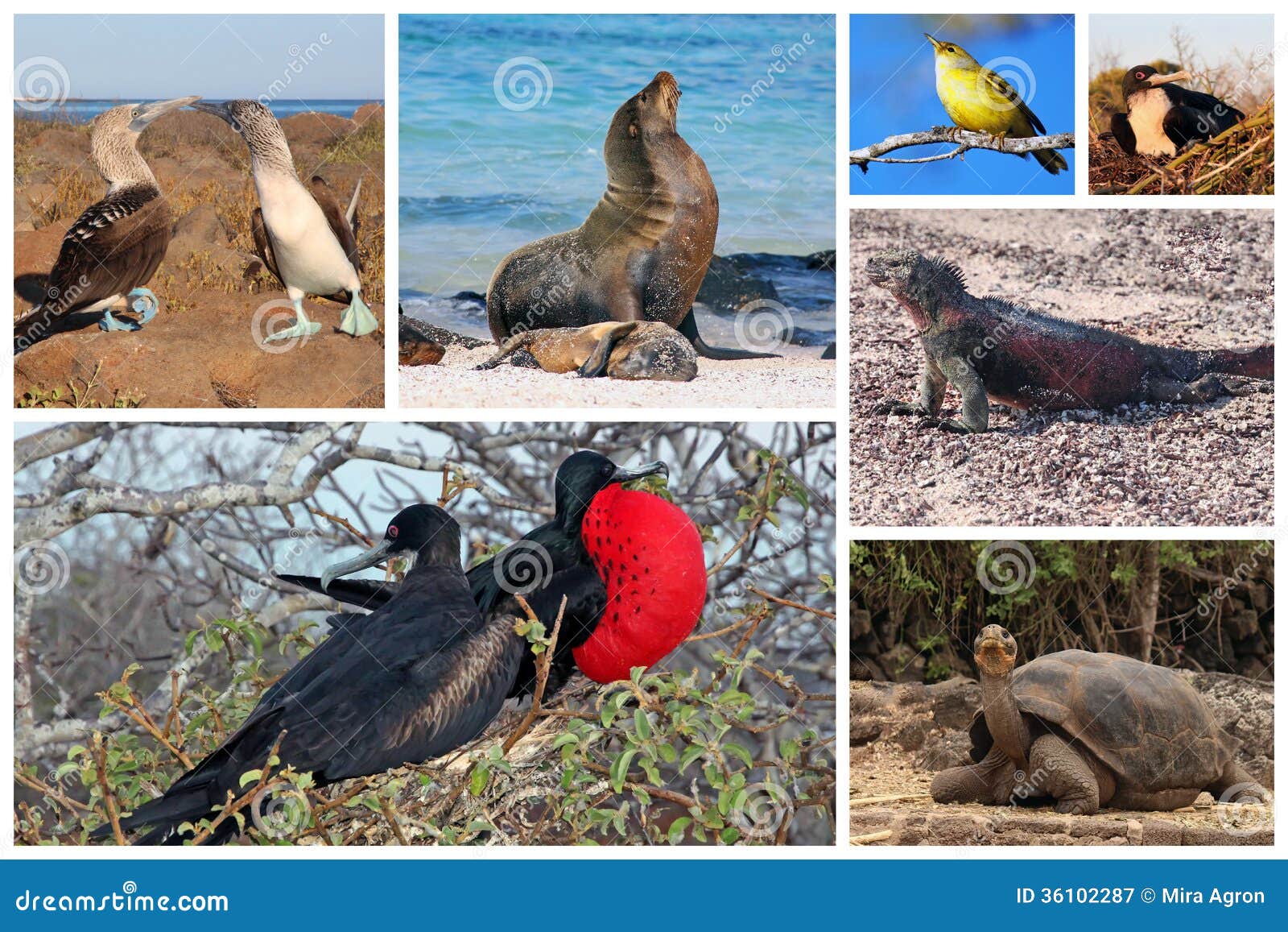 Collage De La Fauna De Las Islas Galápagos Fotografía de archivo libre ...
