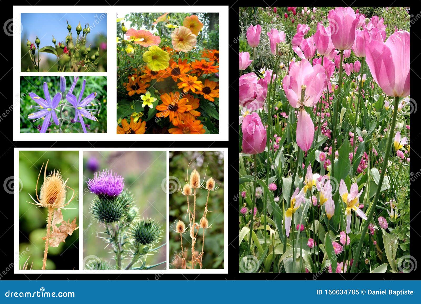 Collage de la flor imagen de archivo. Imagen de pista - 160034785