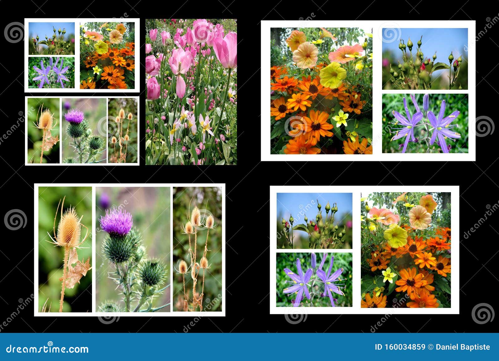 Collage de la flor imagen de archivo. Imagen de campos - 160034859