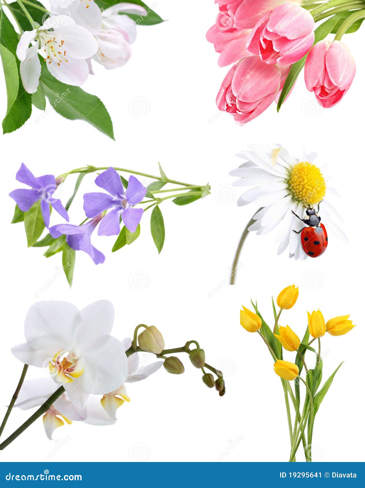 Collage de la flor imagen de archivo. Imagen de belleza - 19295641