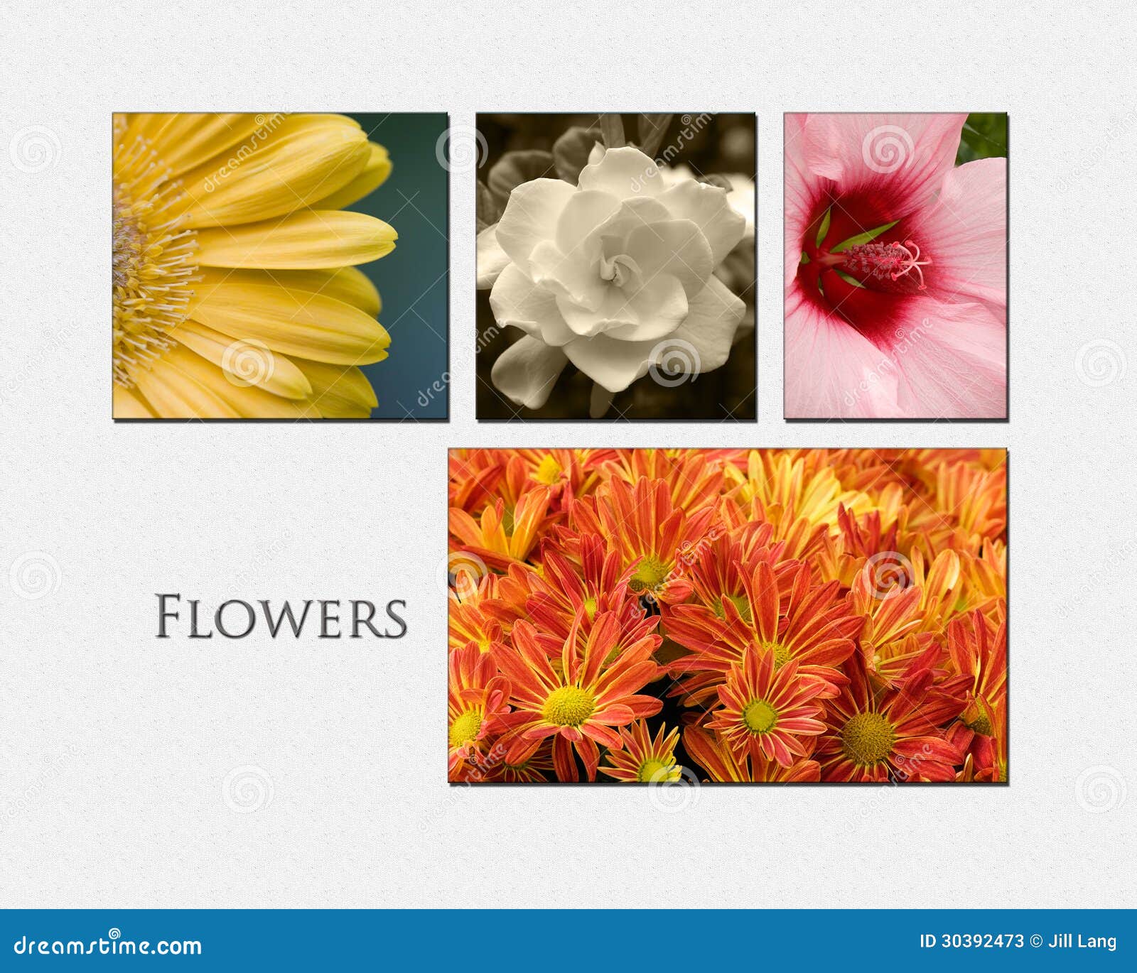 Collage de la flor imagen de archivo. Imagen de germinador - 30392473