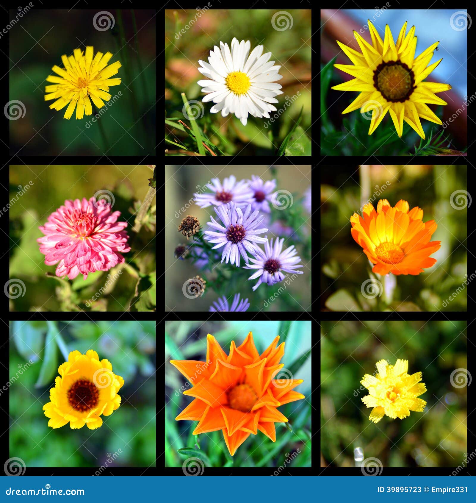 Collage de la flor imagen de archivo. Imagen de collage - 39895723