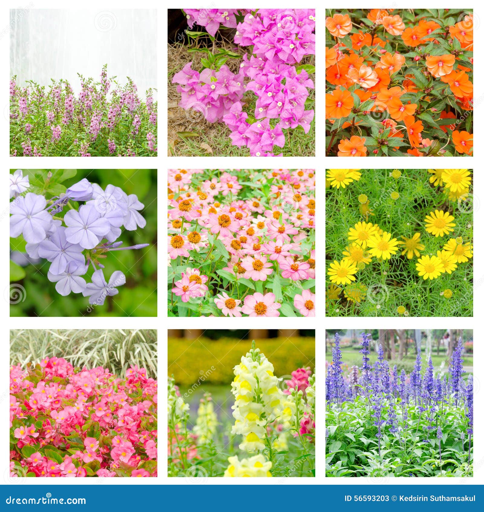 Collage de la flor imagen de archivo. Imagen de dalia - 56593203