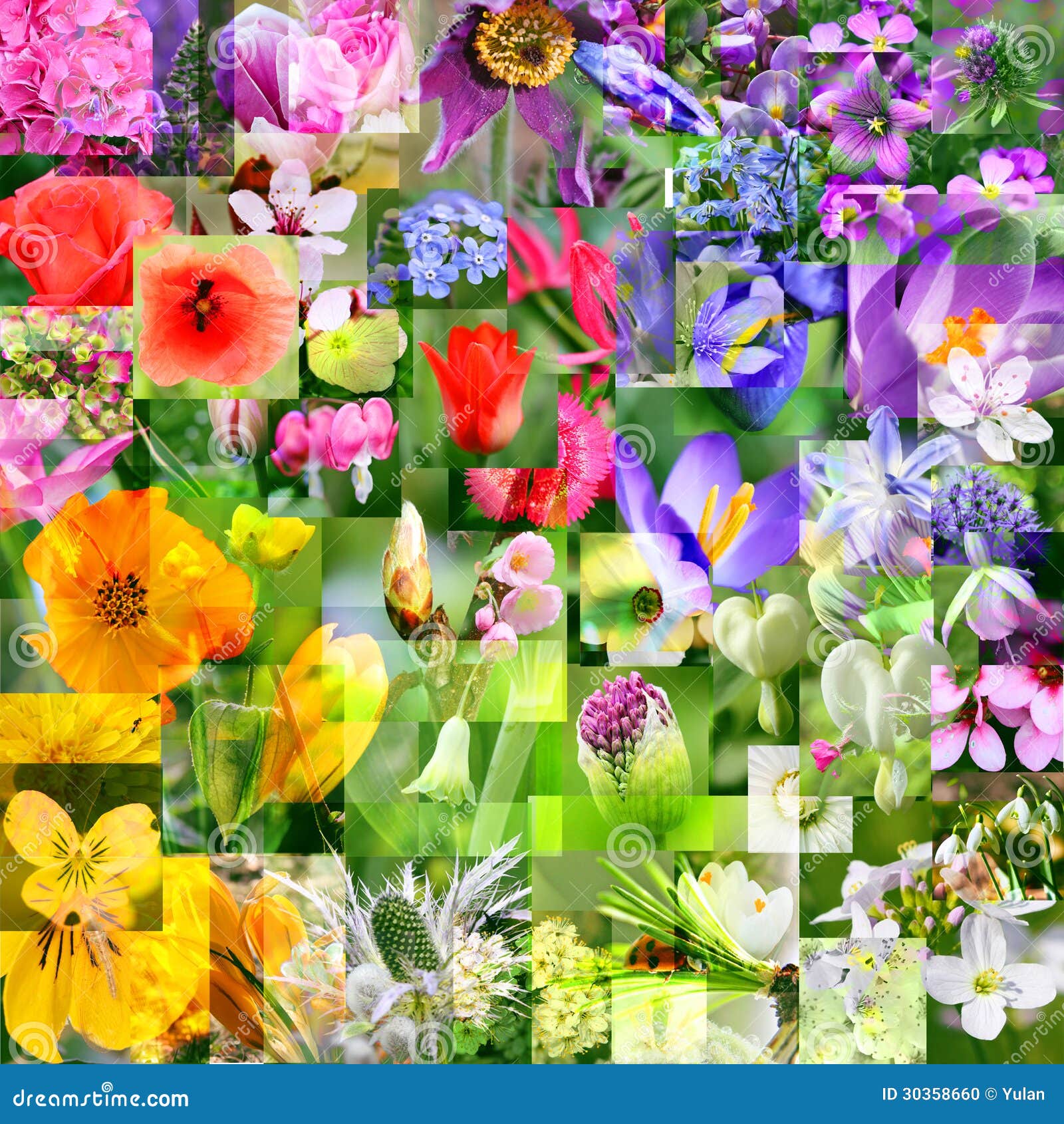 Collage De La Flor De La Primavera Foto de archivo - Imagen de ...