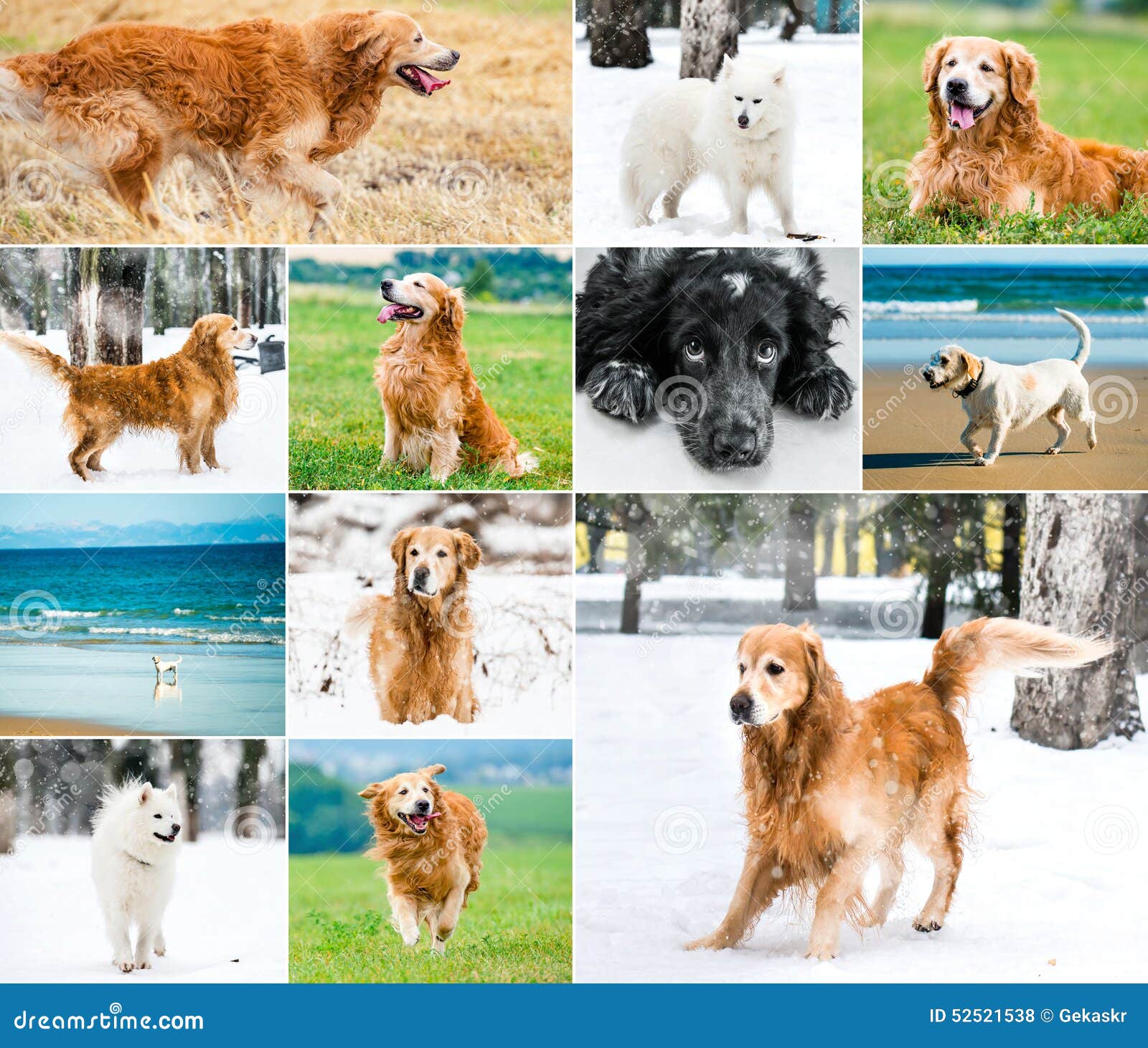 Collage De La Foto De Perros Foto de archivo - Imagen de divertido, perrito: 52521538