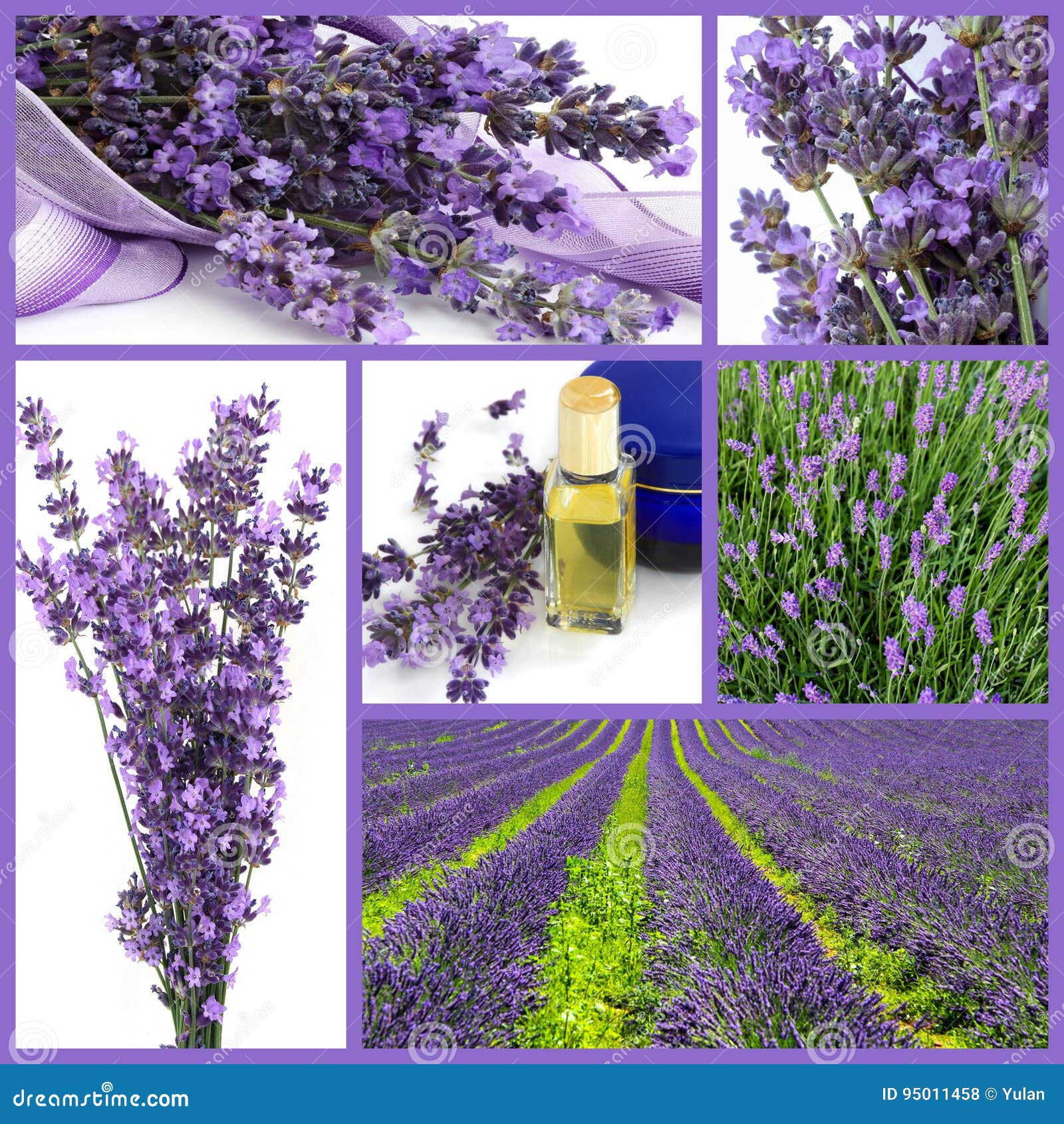 Collage de la lavanda foto de archivo. Imagen de ramificaciones - 95011458