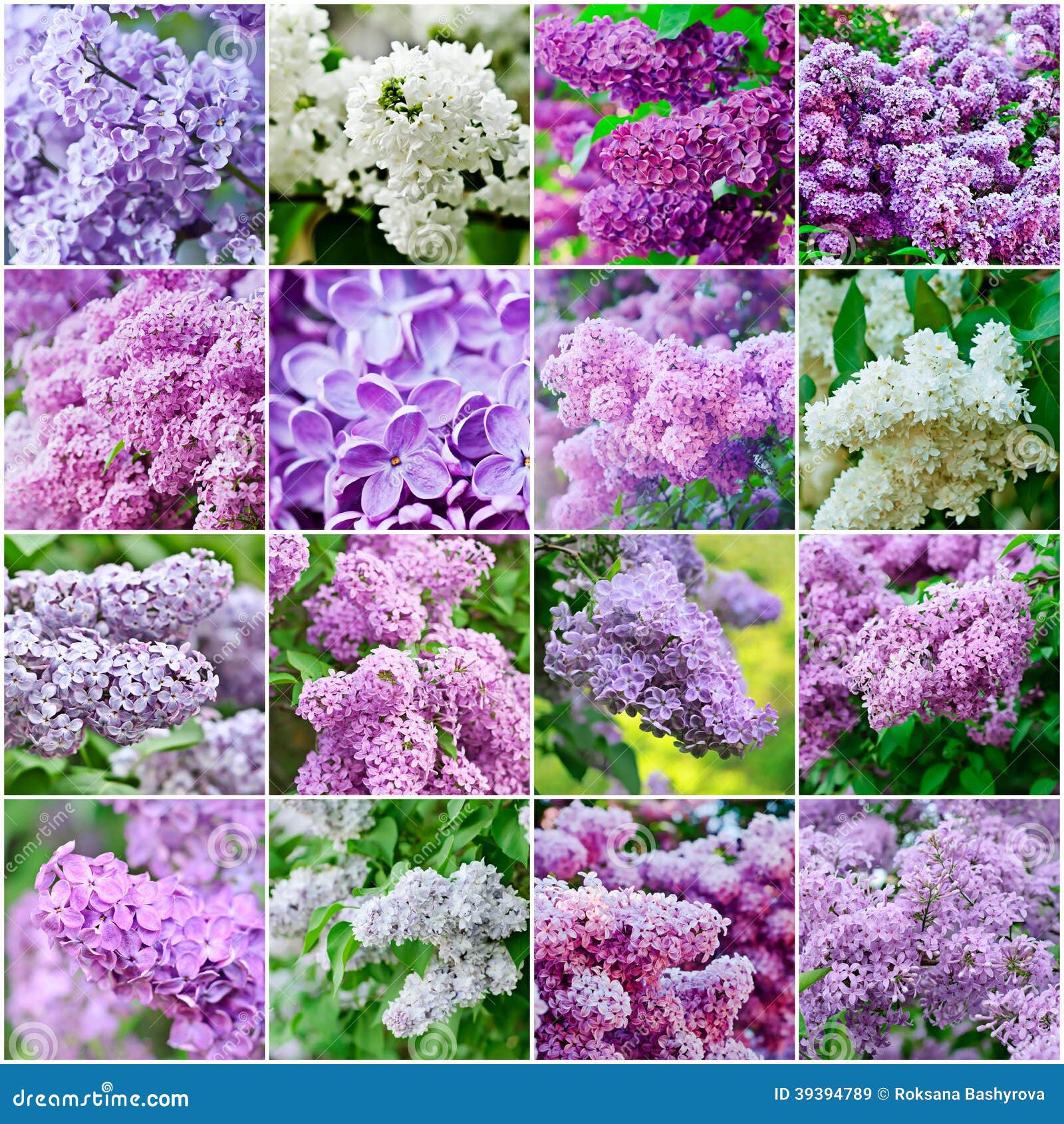 Collage de la lila imagen de archivo. Imagen de diferente - 39394789