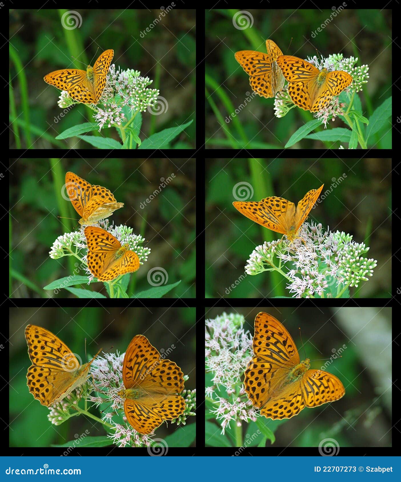 Collage de la mariposa imagen de archivo. Imagen de grande - 22707273