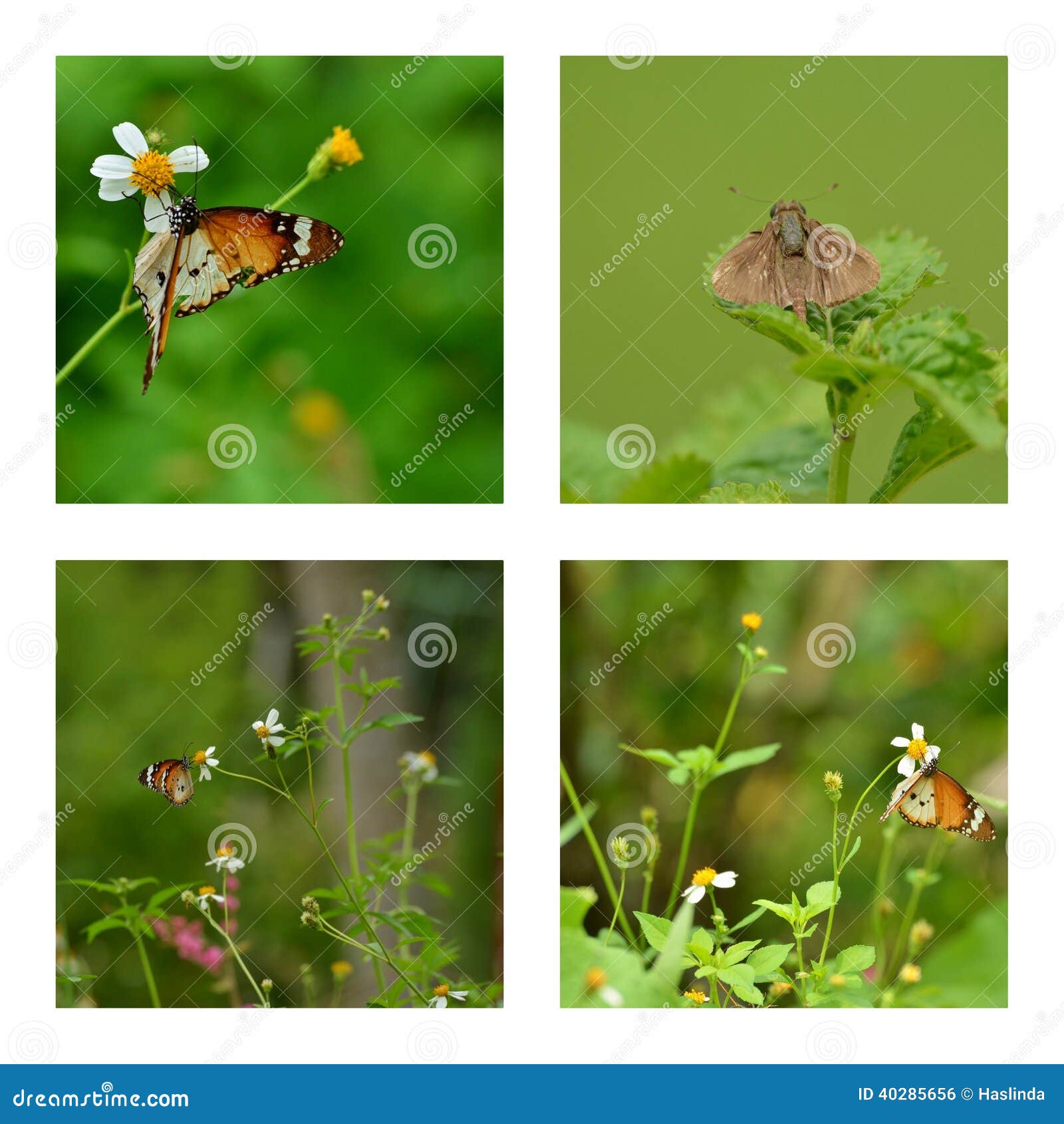 Collage de la mariposa foto de archivo. Imagen de mariposas - 40285656